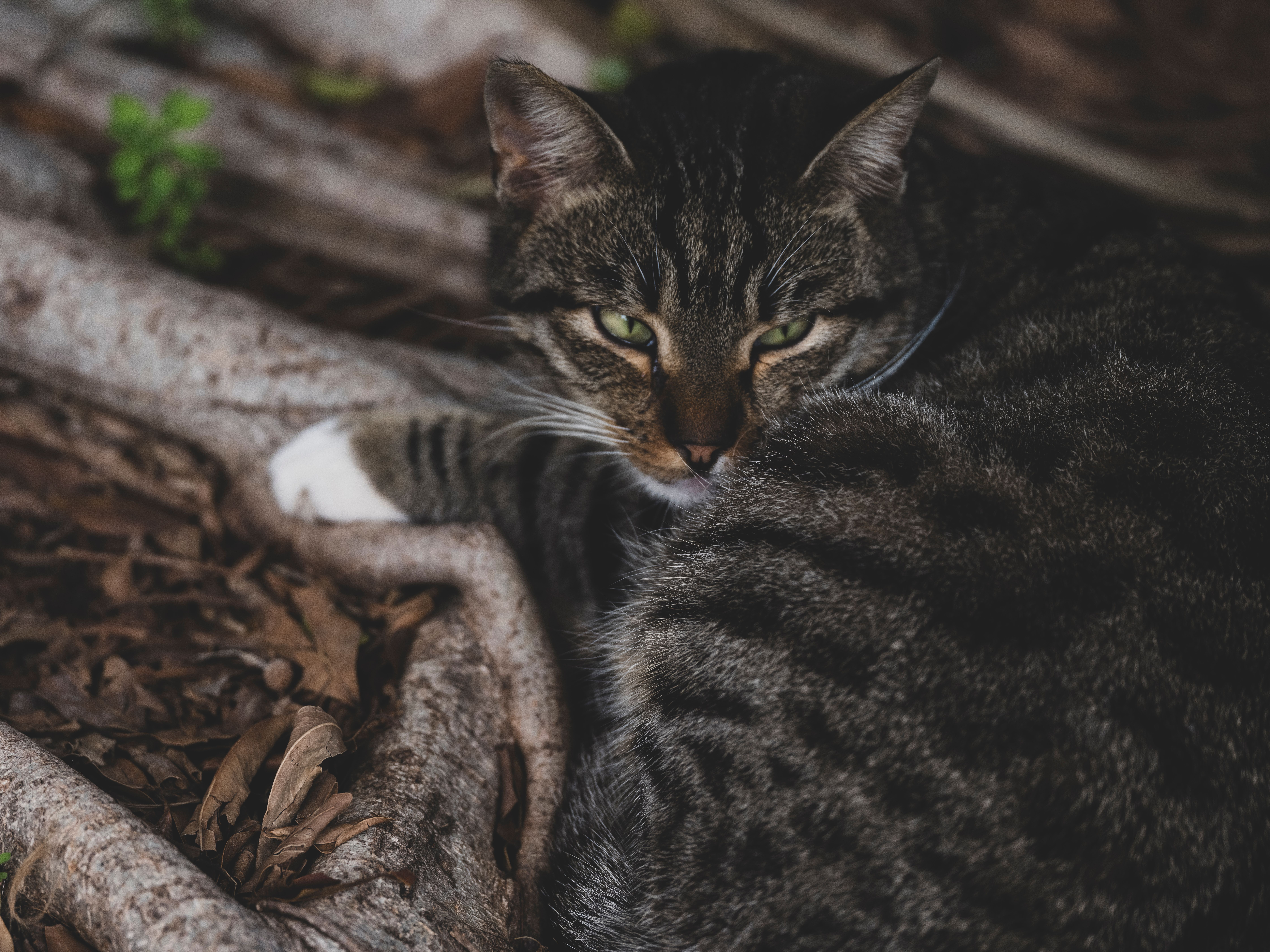 Tabby Cat Resting on Tree Roots Outdoors · Free Stock Photo