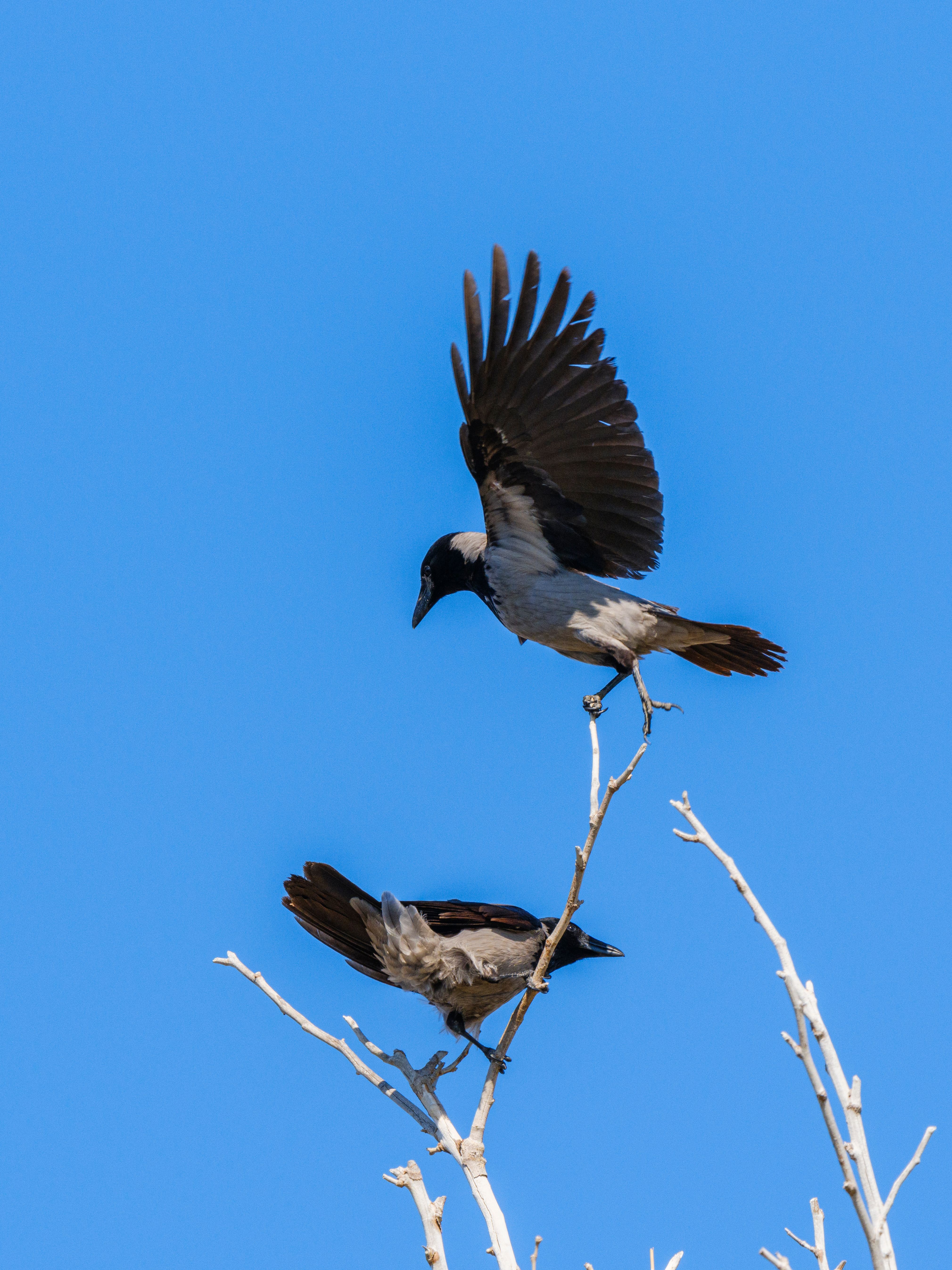 Two Hooded Crows Perching on Bare Branch · Free Stock Photo
