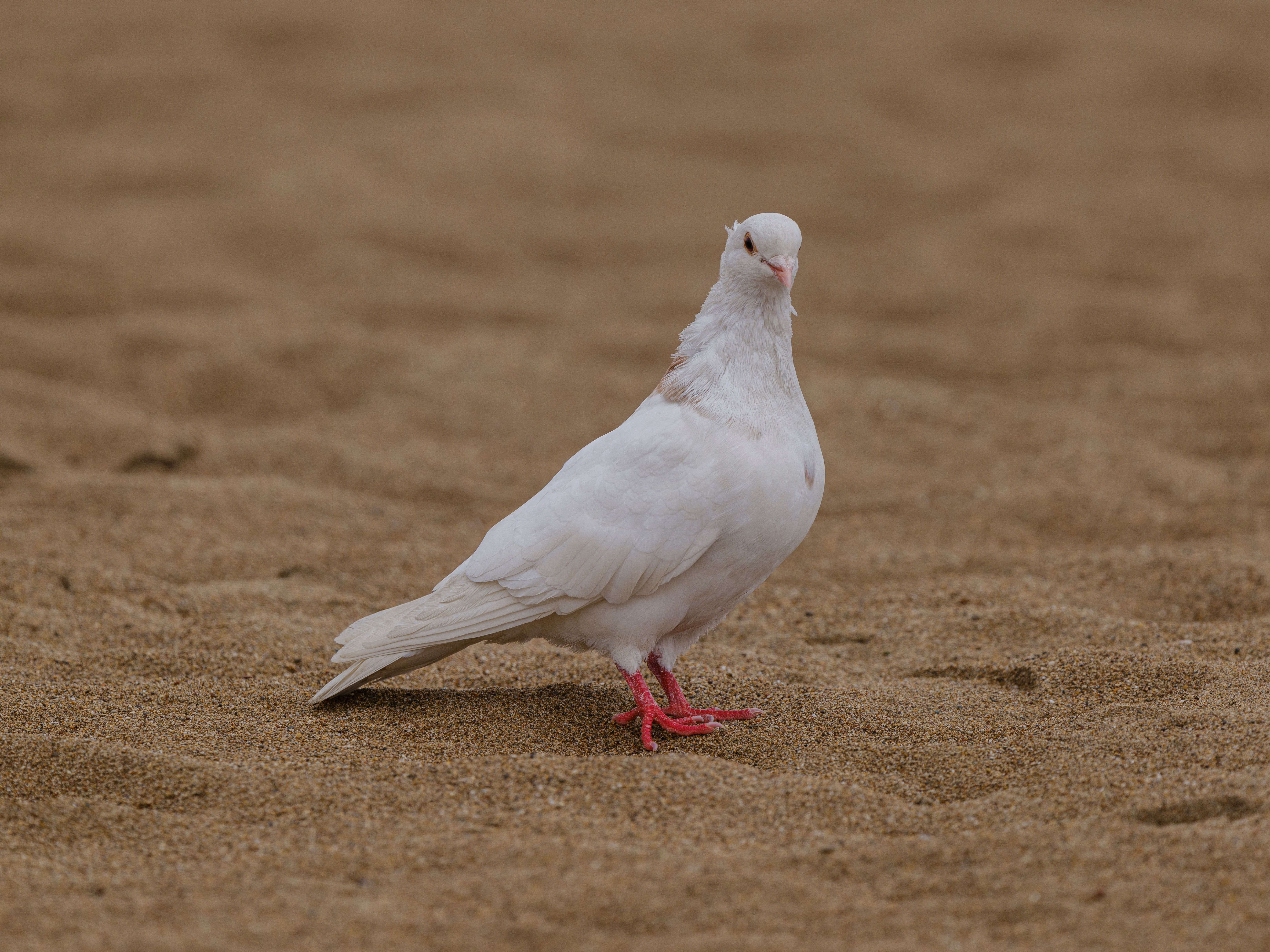 White Dove on Sandy Beach with Serene Background · Free Stock Photo