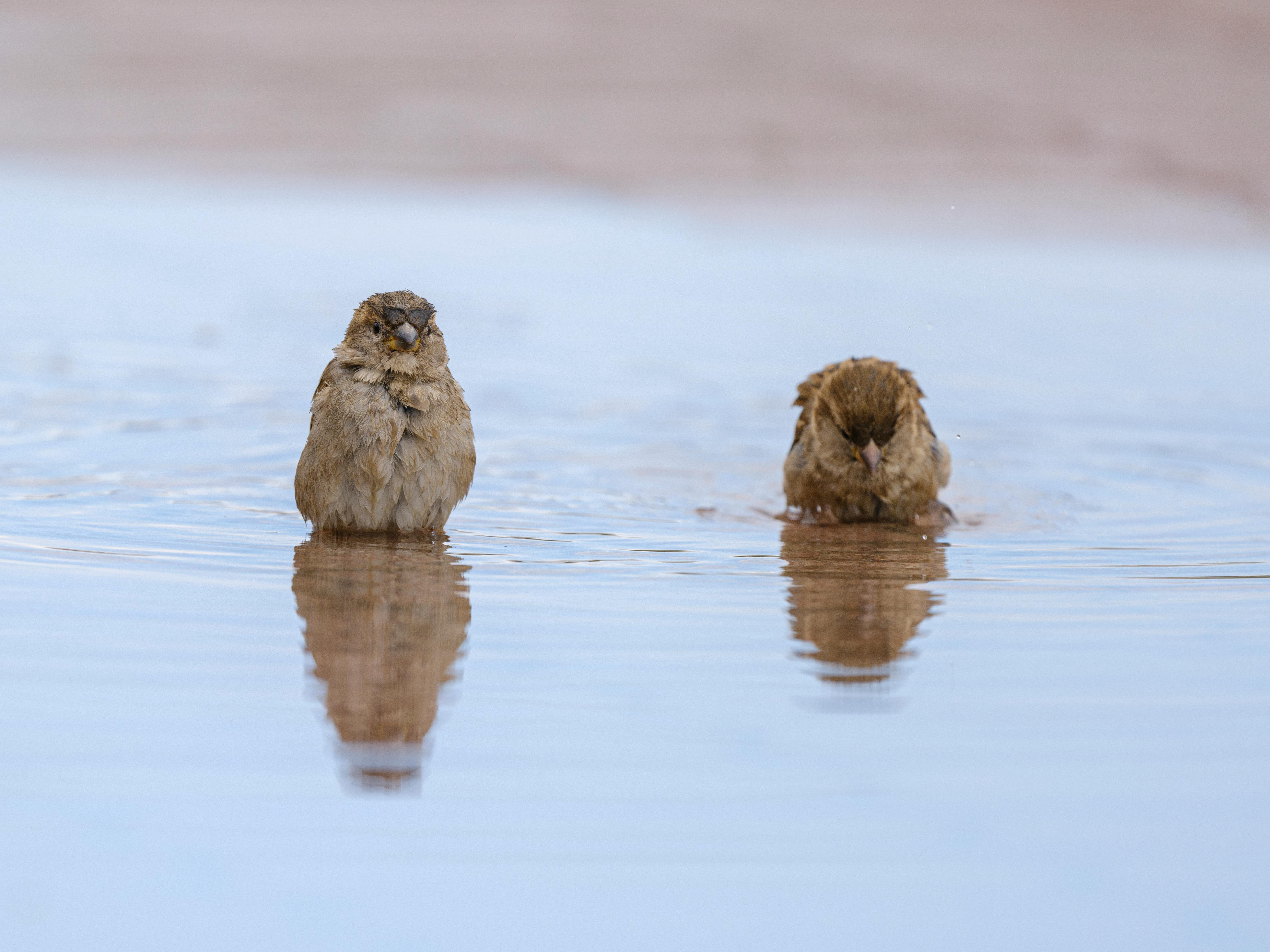 Sparrows Bathing in Water with Reflection · Free Stock Photo