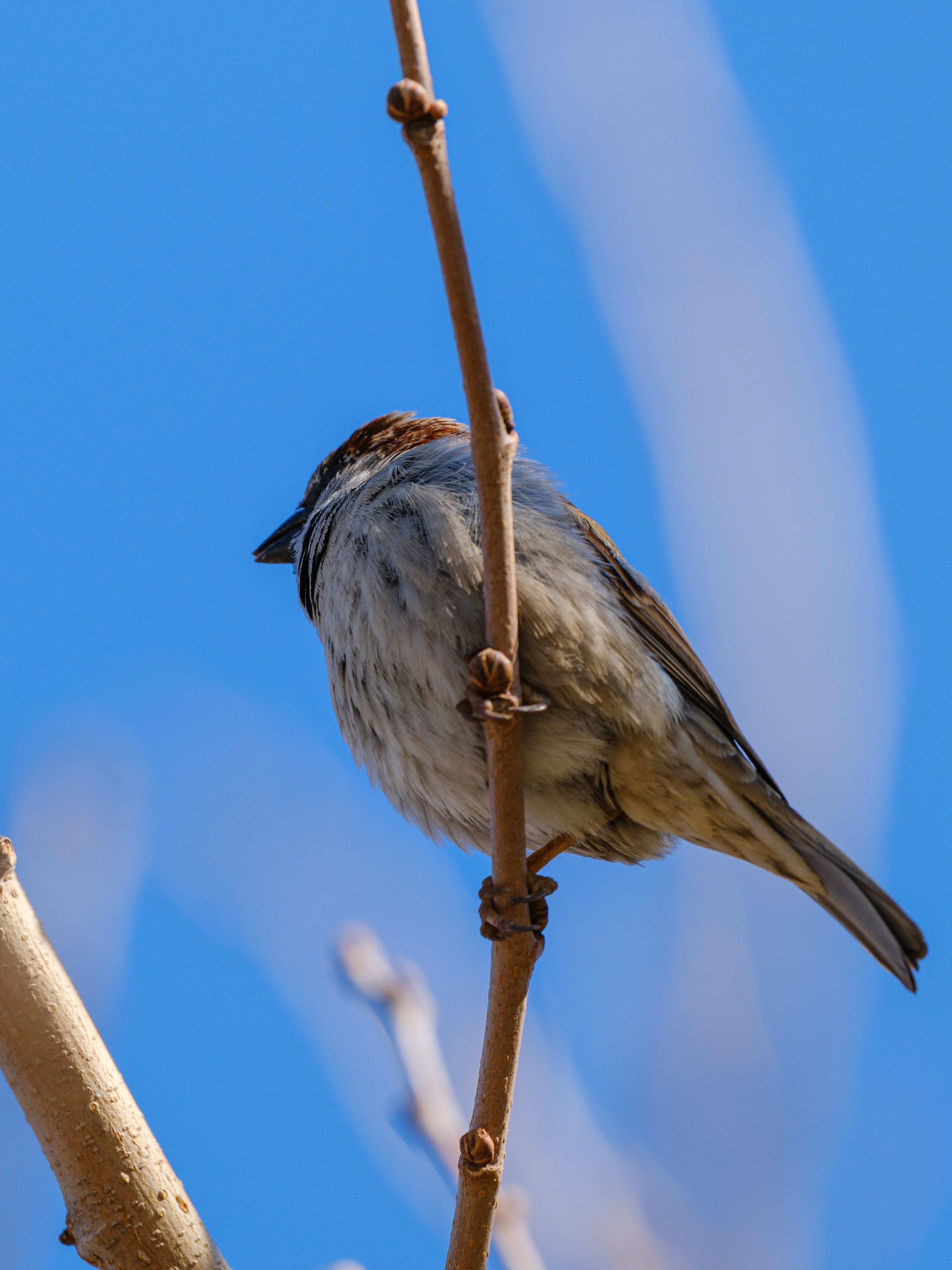 Close-Up of Sparrow Perched on Branch · Free Stock Photo