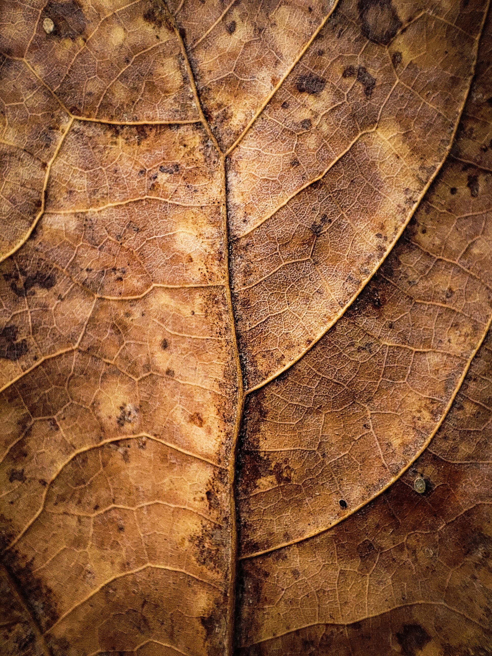 Brown Leaf · Free Stock Photo