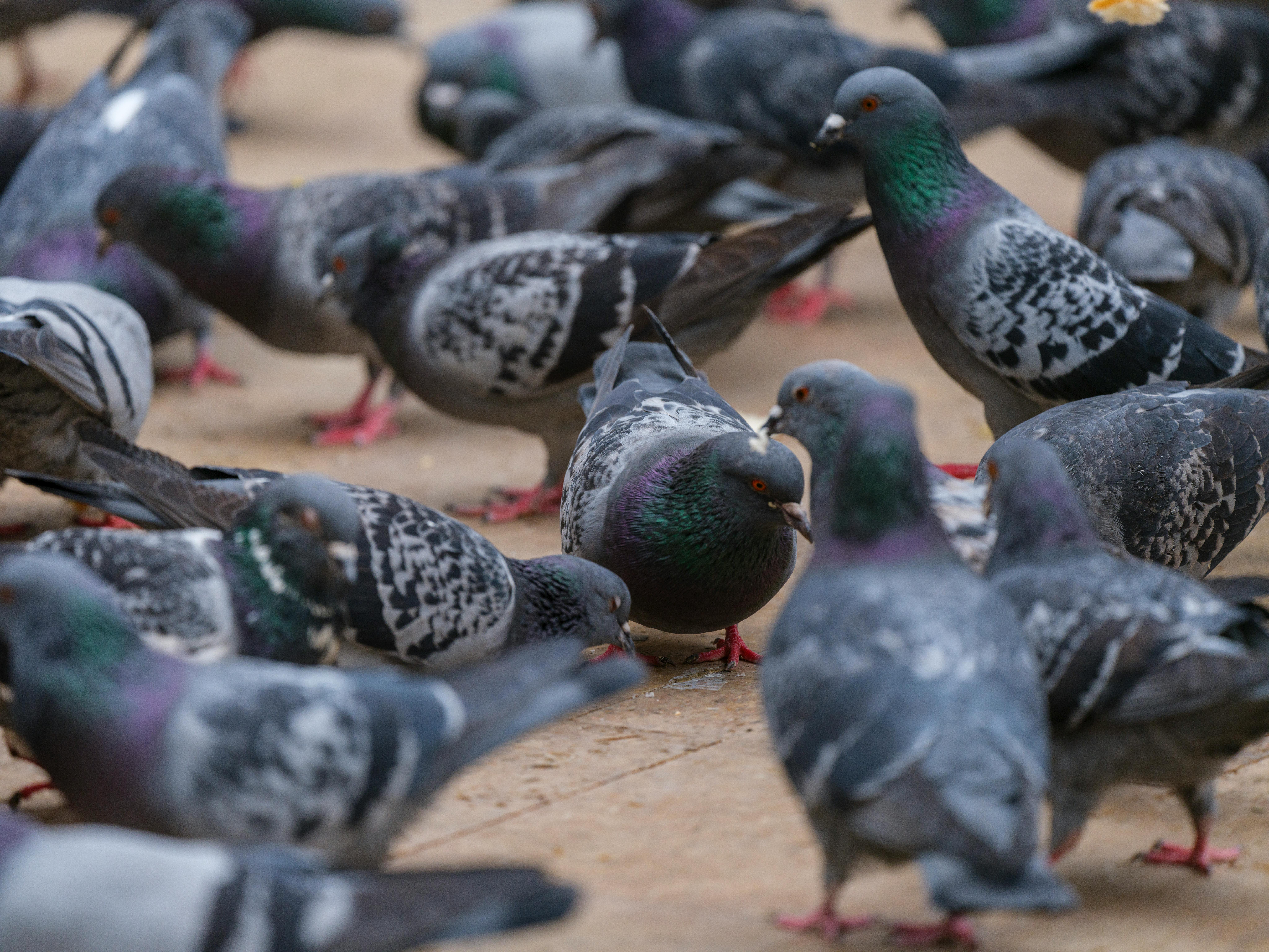 Close-Up of Pigeons Gathering in Urban Park · Free Stock Photo