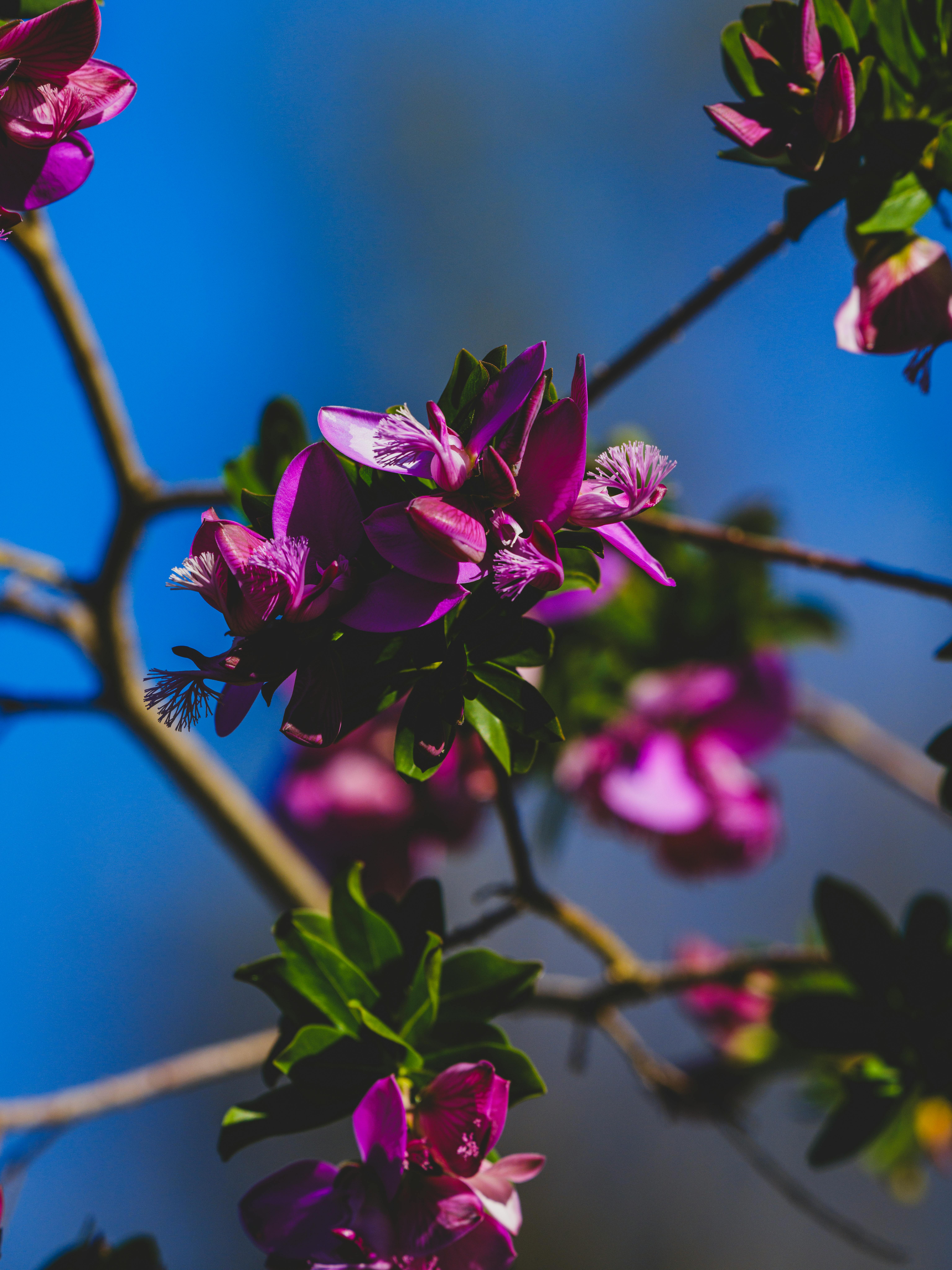 Vibrant Close-Up of Purple Spring Blossoms · Free Stock Photo