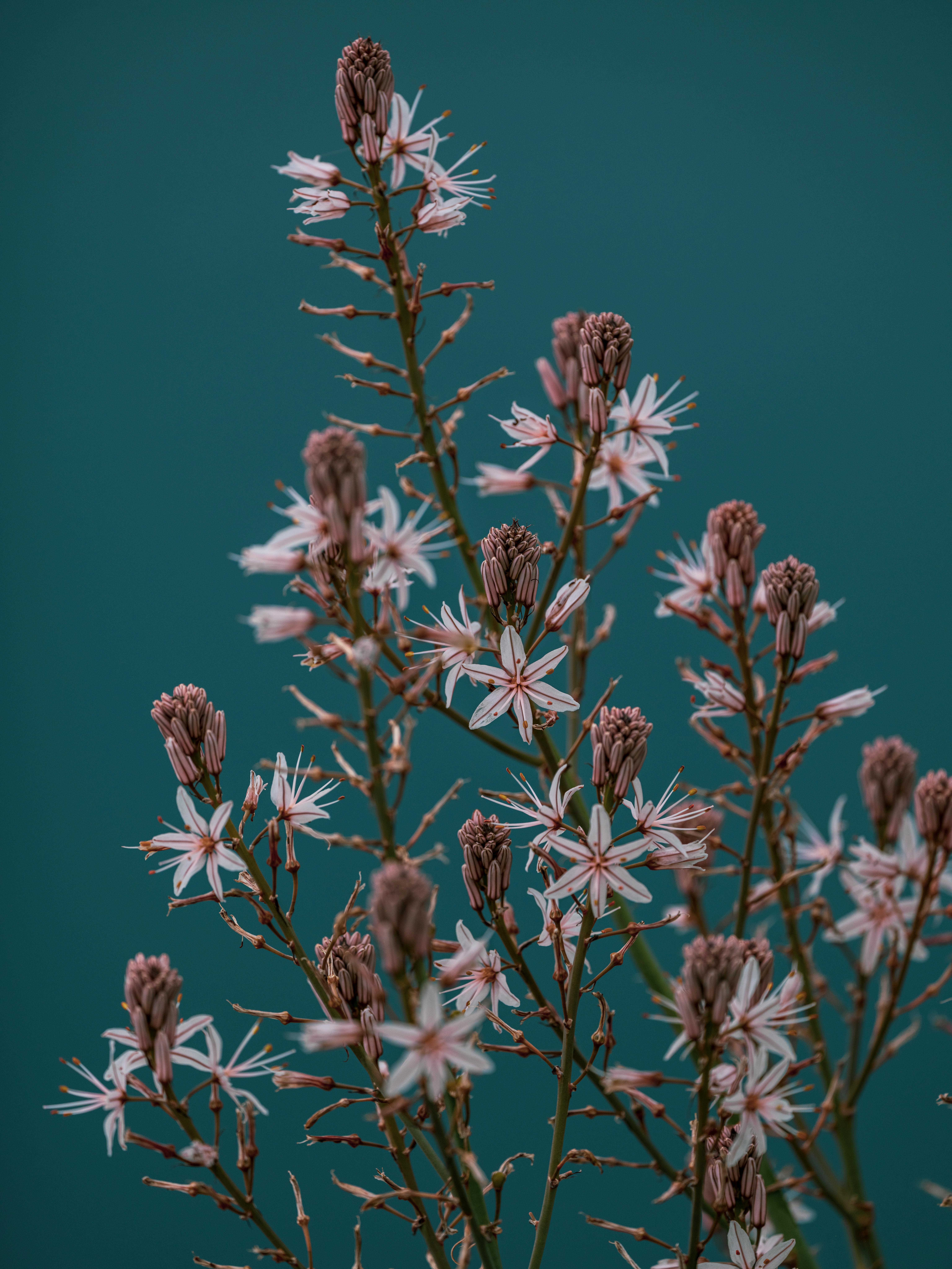 Blue Flowers Garden Photos, Download The BEST Free Blue Flowers Garden ...