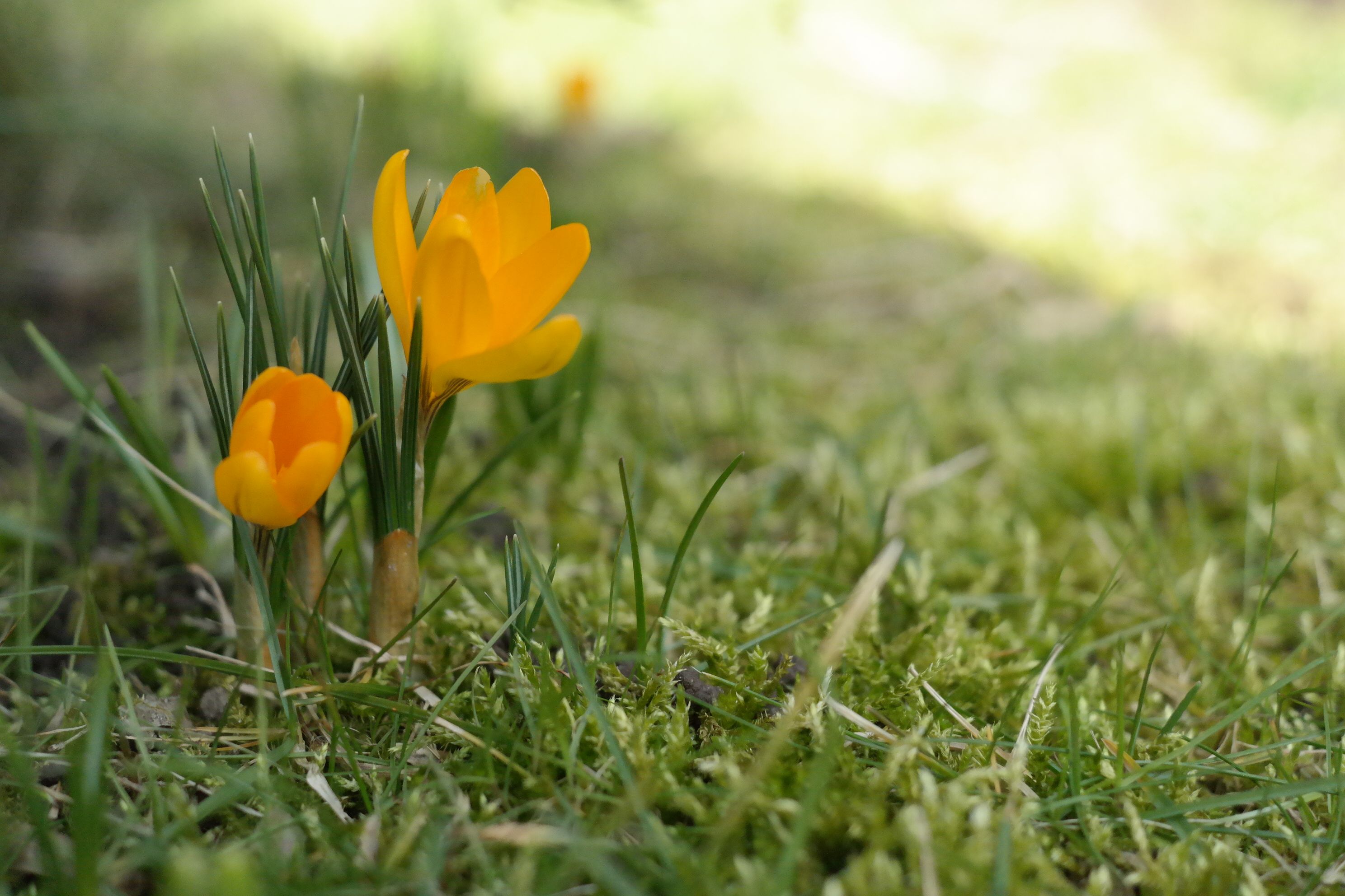Close-up of Yellow Crocus Flowers in Spring Grass · Free Stock Photo