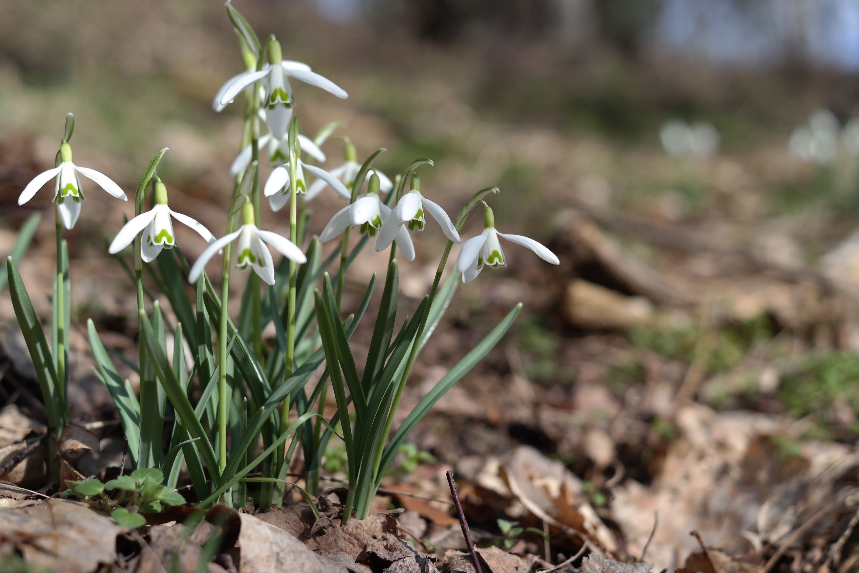 Snowdrops in Early Spring Woodland Scene · Free Stock Photo