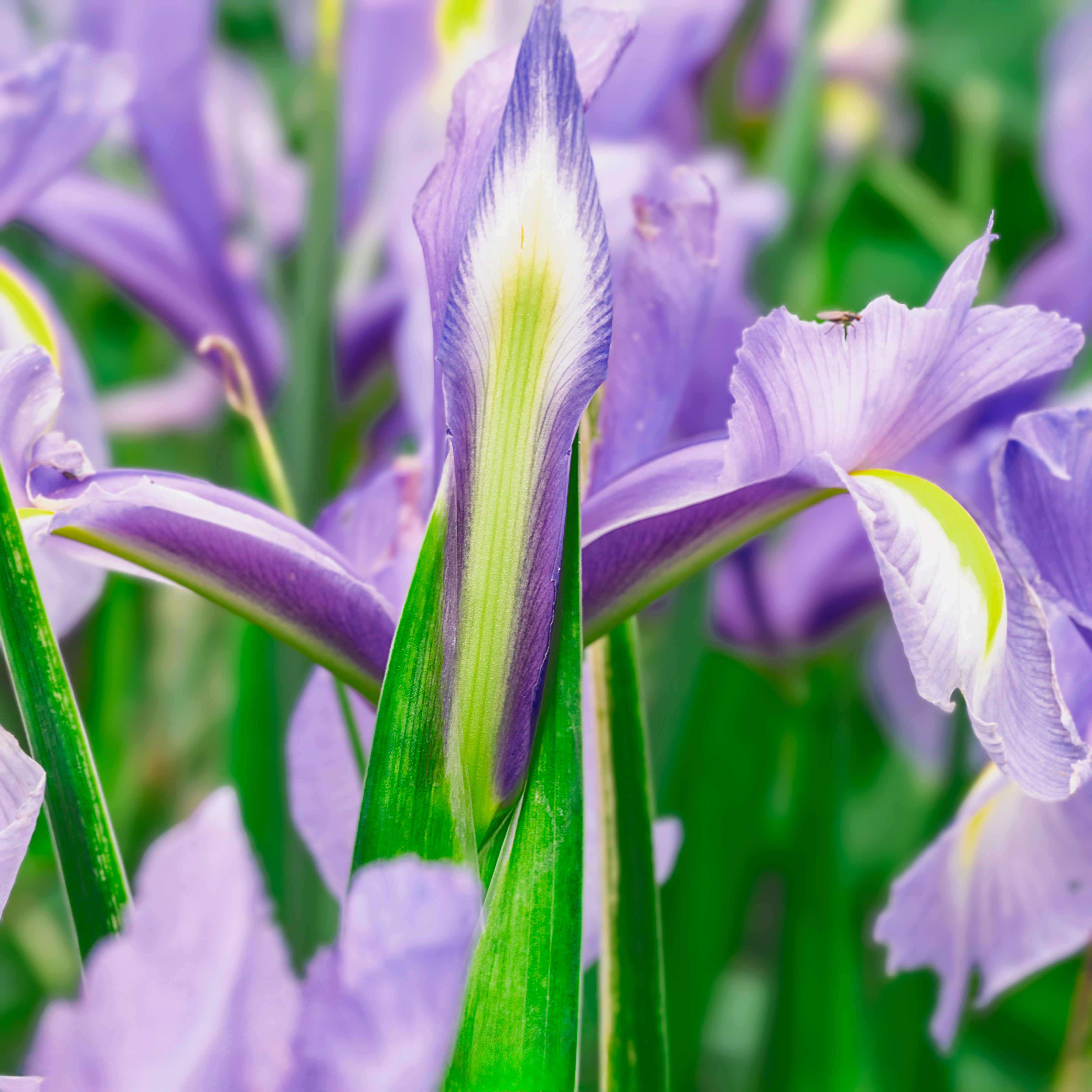 Iris Ann Chowning Flower Photos, Download The BEST Free Iris Ann ...
