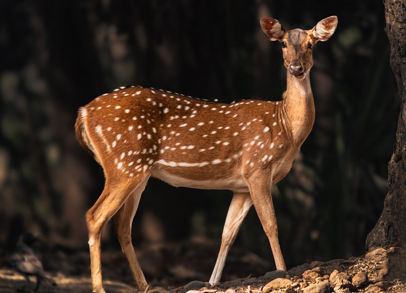 Wildlife Animals In Forest Photos, Download The BEST Free Wildlife ...