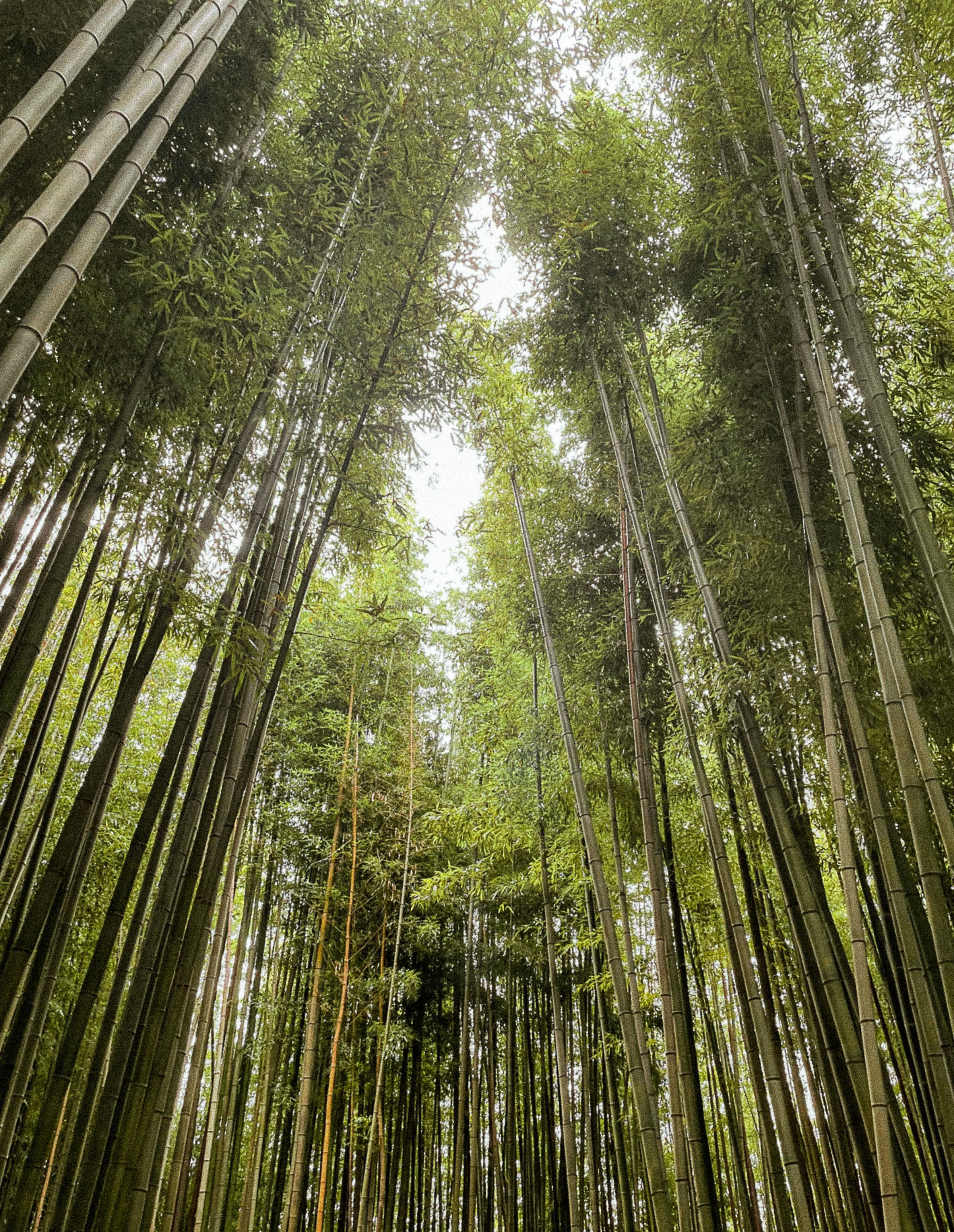 Scenic View of Bamboo Trees · Free Stock Photo