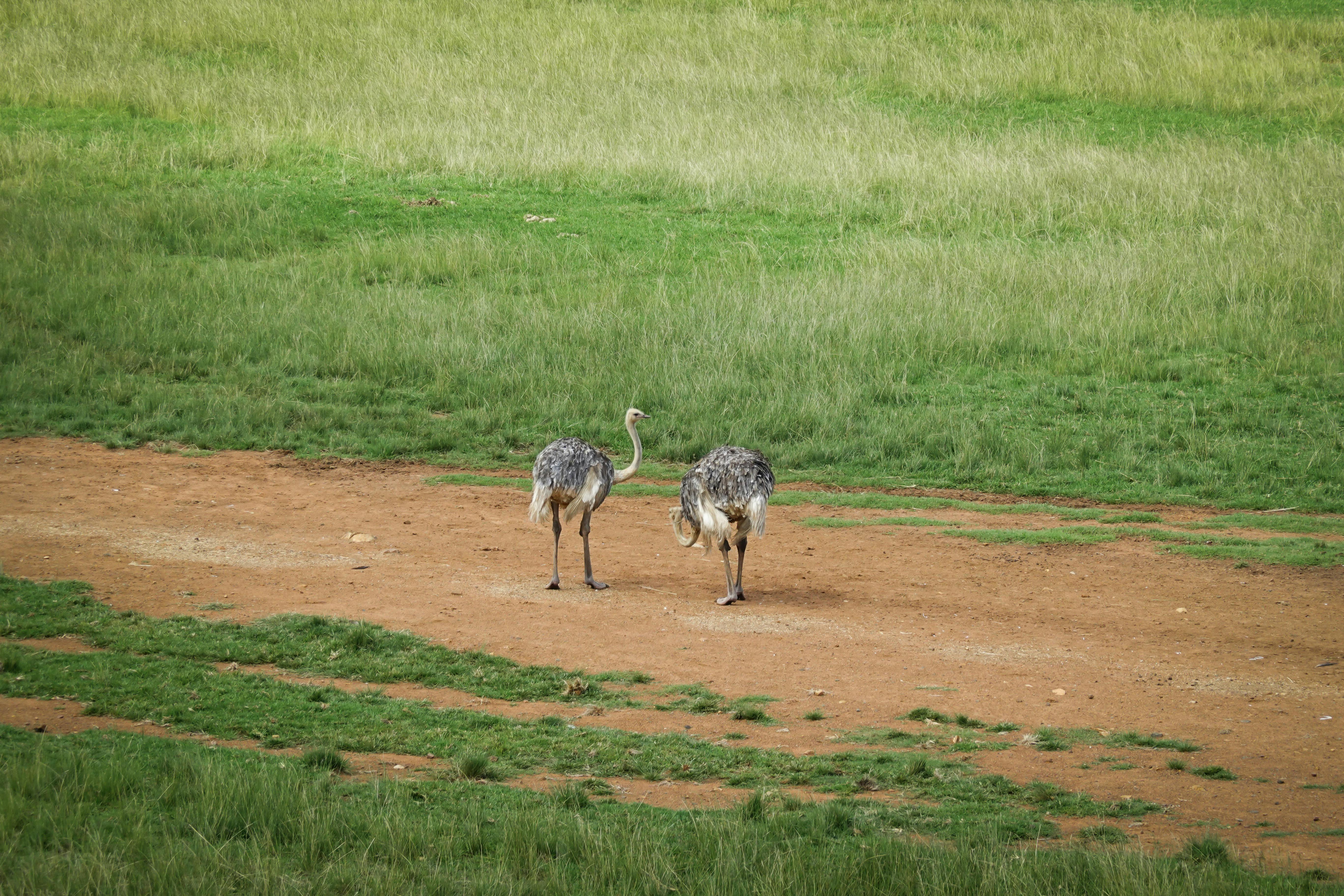 Big Stride Photos, Download The BEST Free Big Stride Stock Photos & HD ...