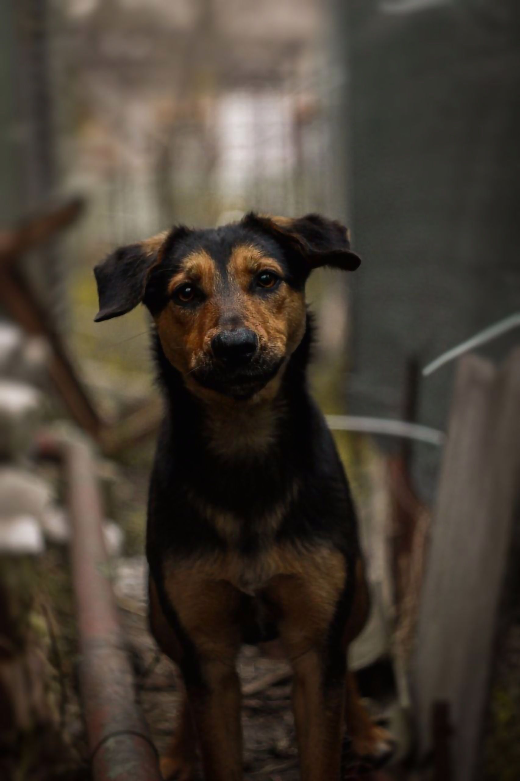 Portrait of a Stray Dog in an Urban Setting · Free Stock Photo