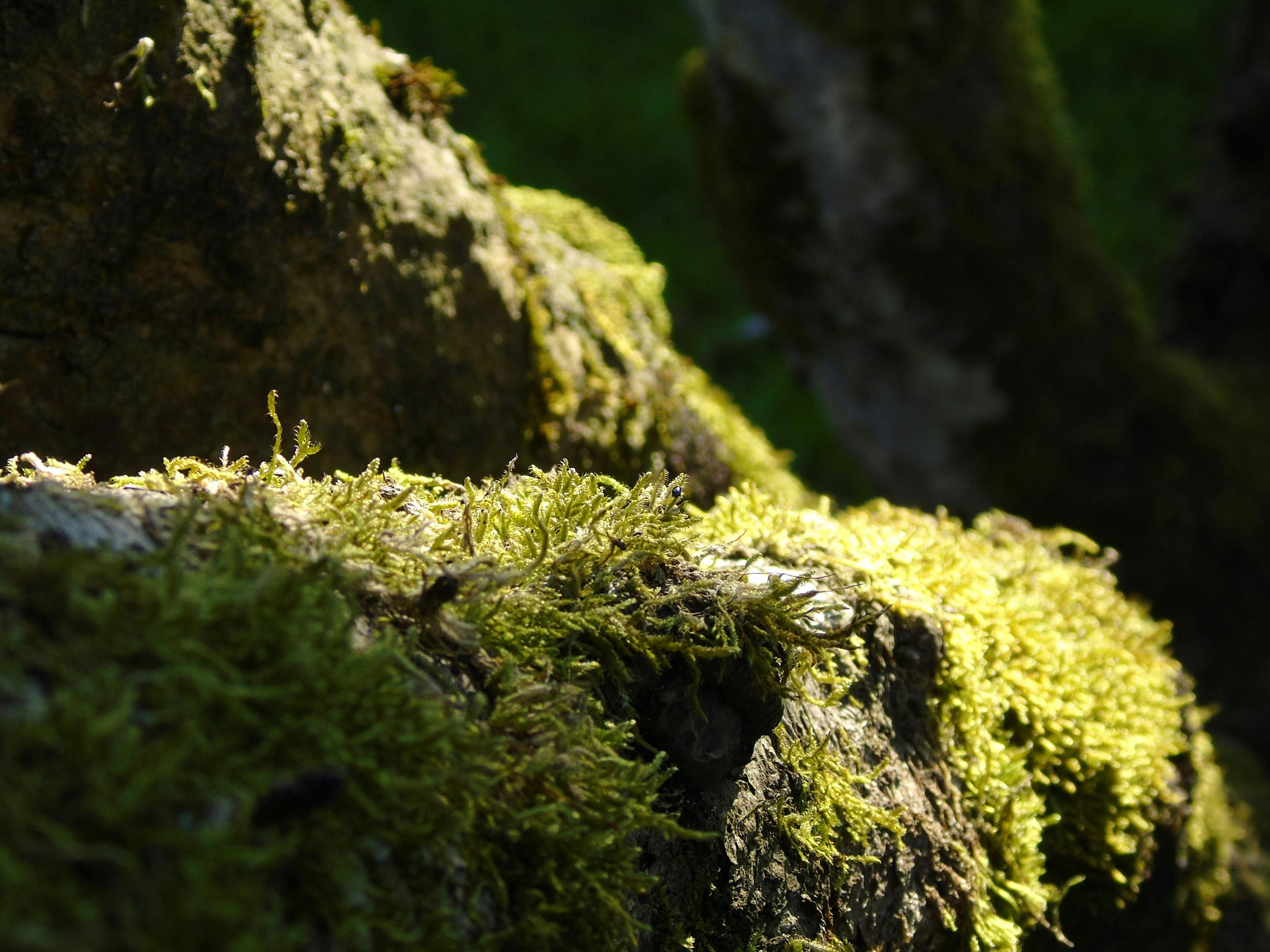 Close-up of Lush Green Moss on Tree Bark · Free Stock Photo