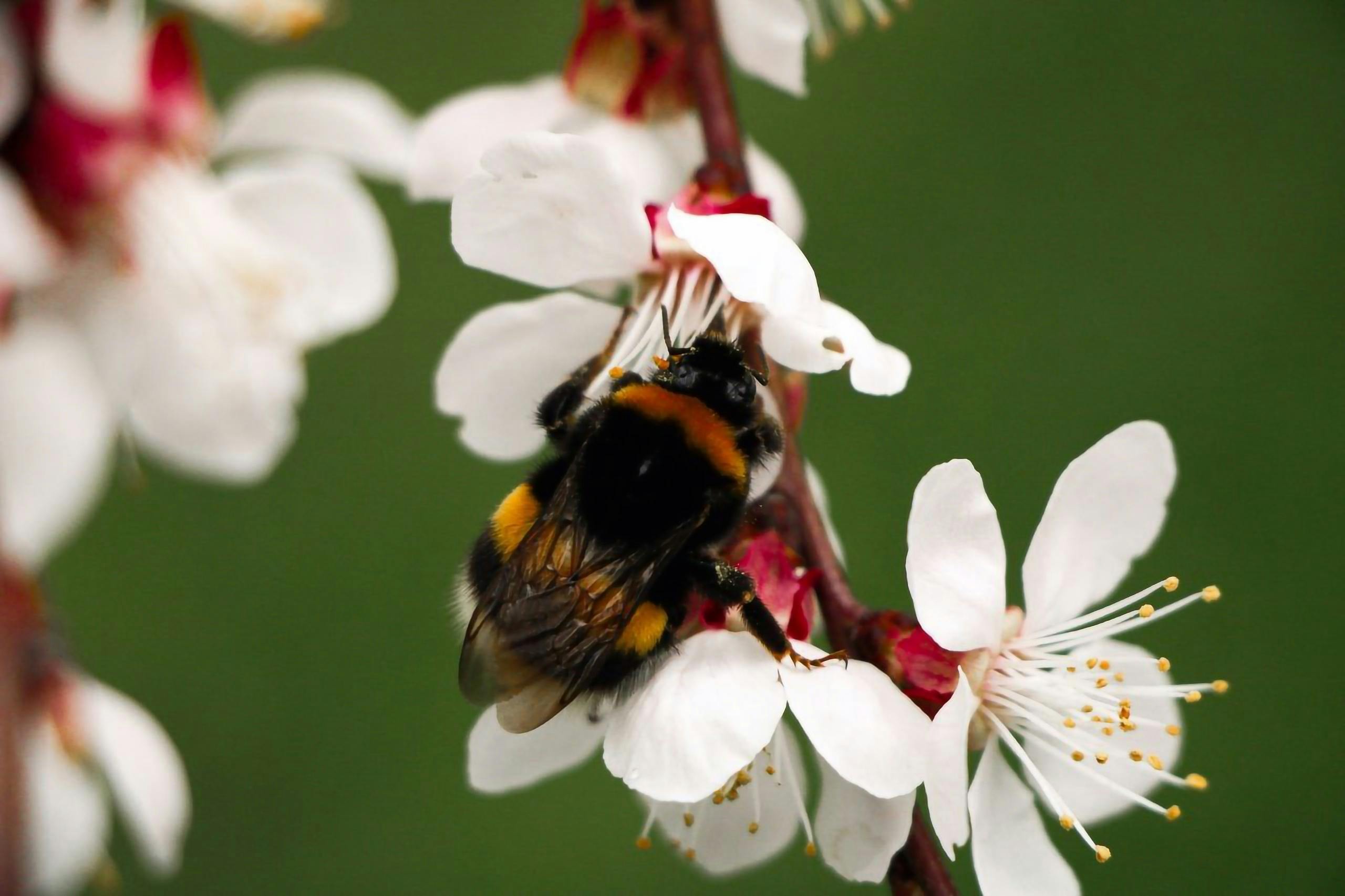 Honeybee Pollination Video Photos, Download The BEST Free Honeybee ...