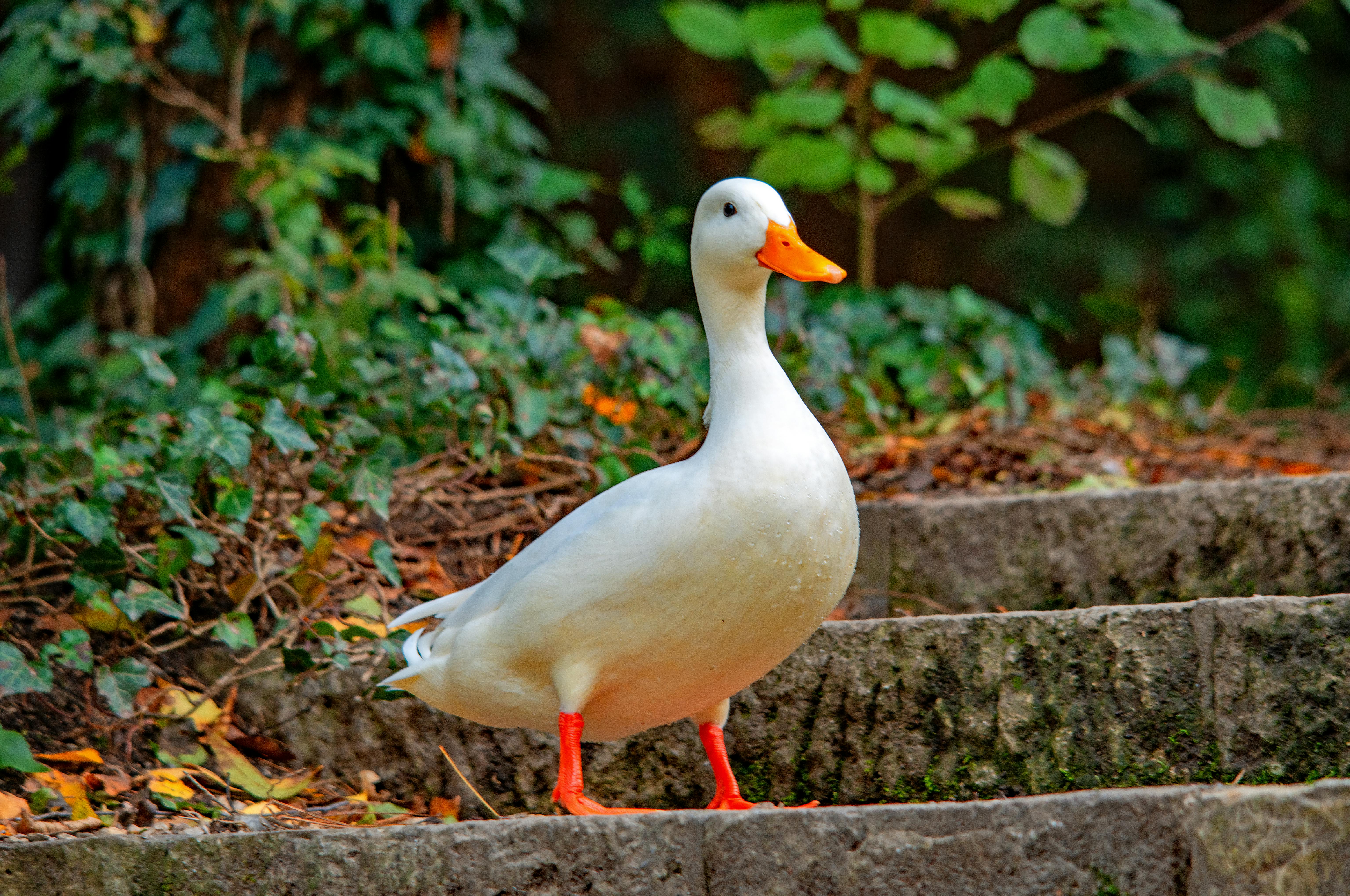 White Duck on Stone Steps in Nature Setting · Free Stock Photo
