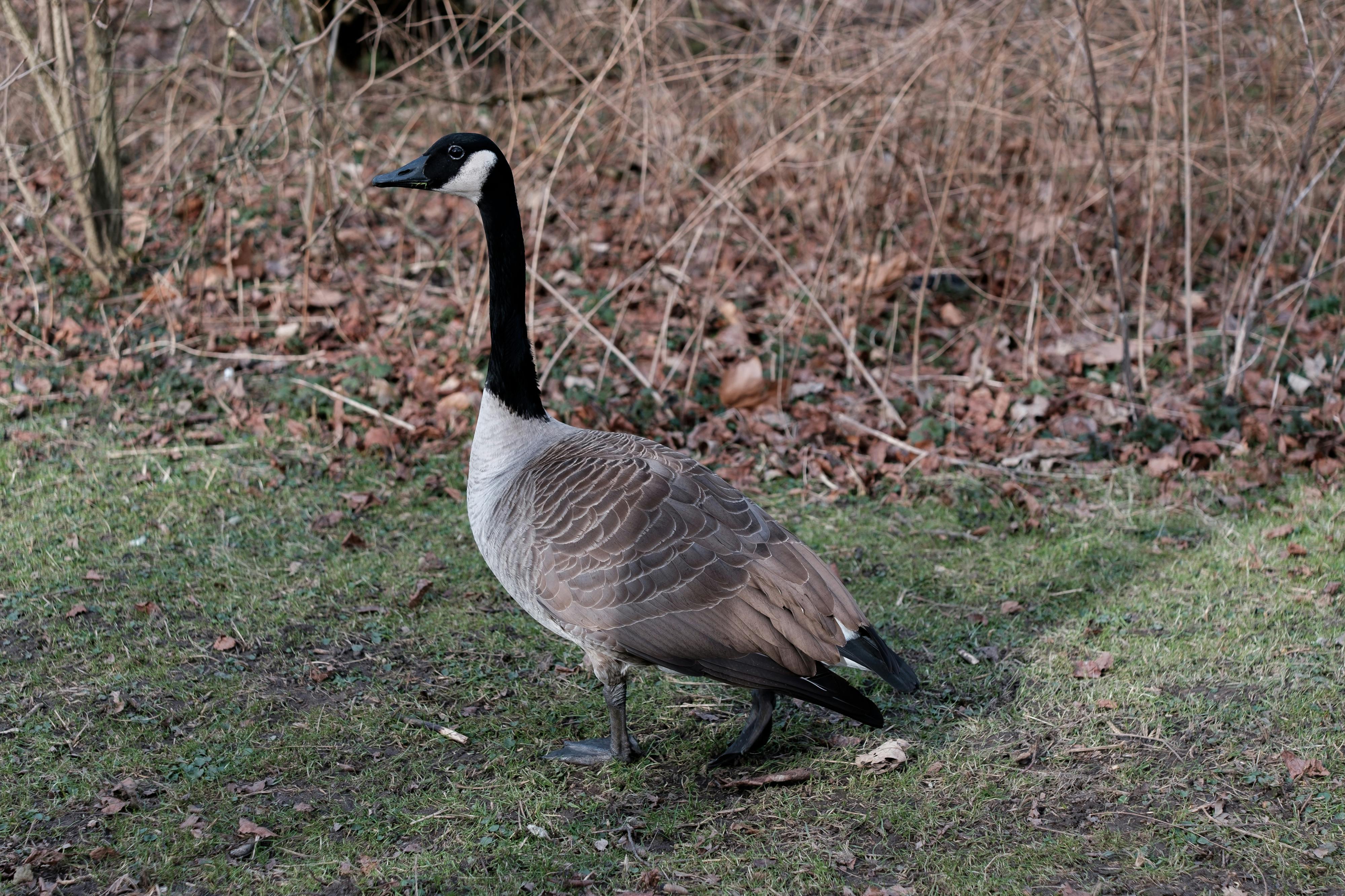 Canadian Goose in a Natural Park Setting · Free Stock Photo