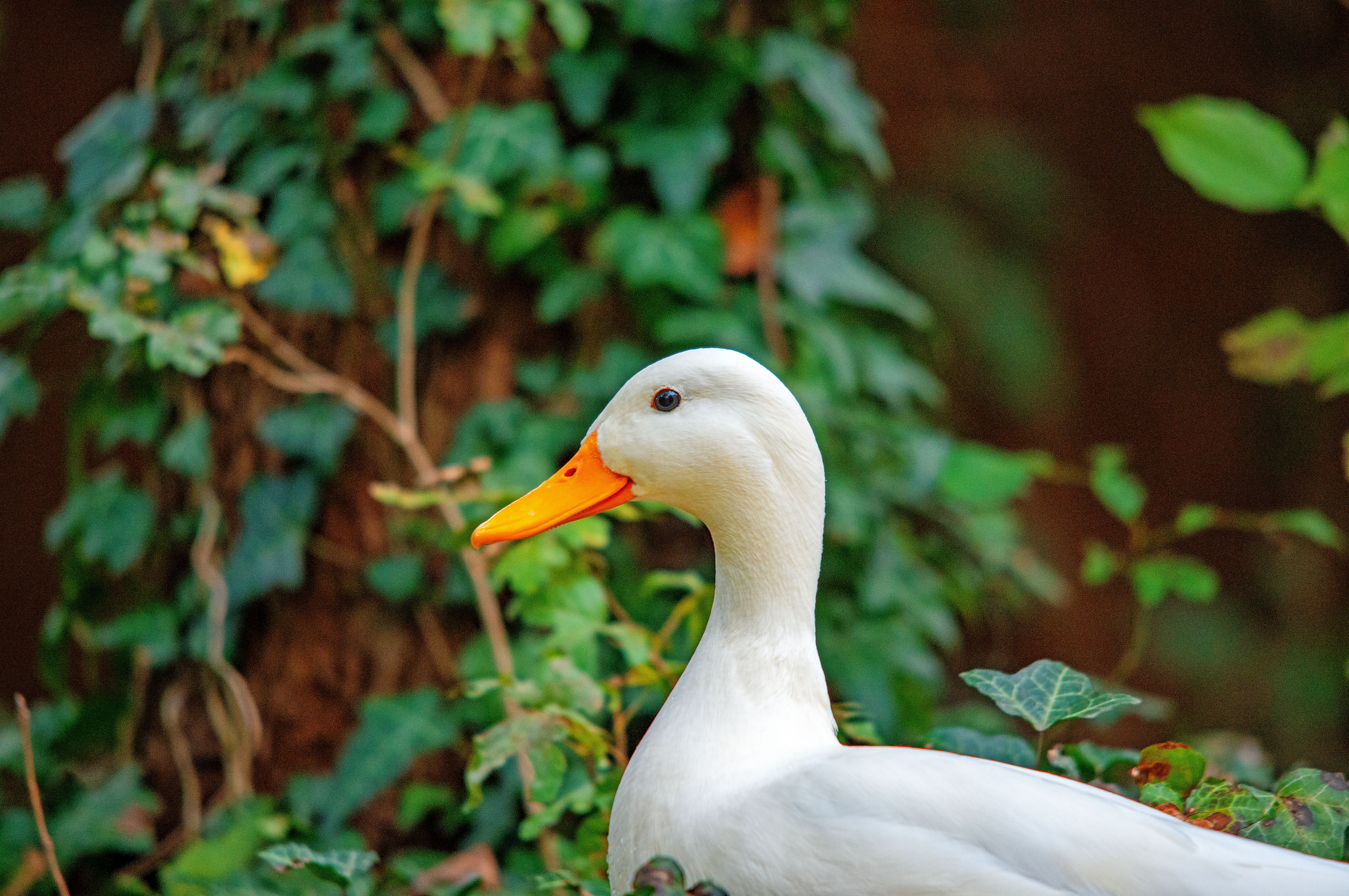 Pato Blanco En Hábitat Natural Rodeado De Vegetación · Foto de stock ...