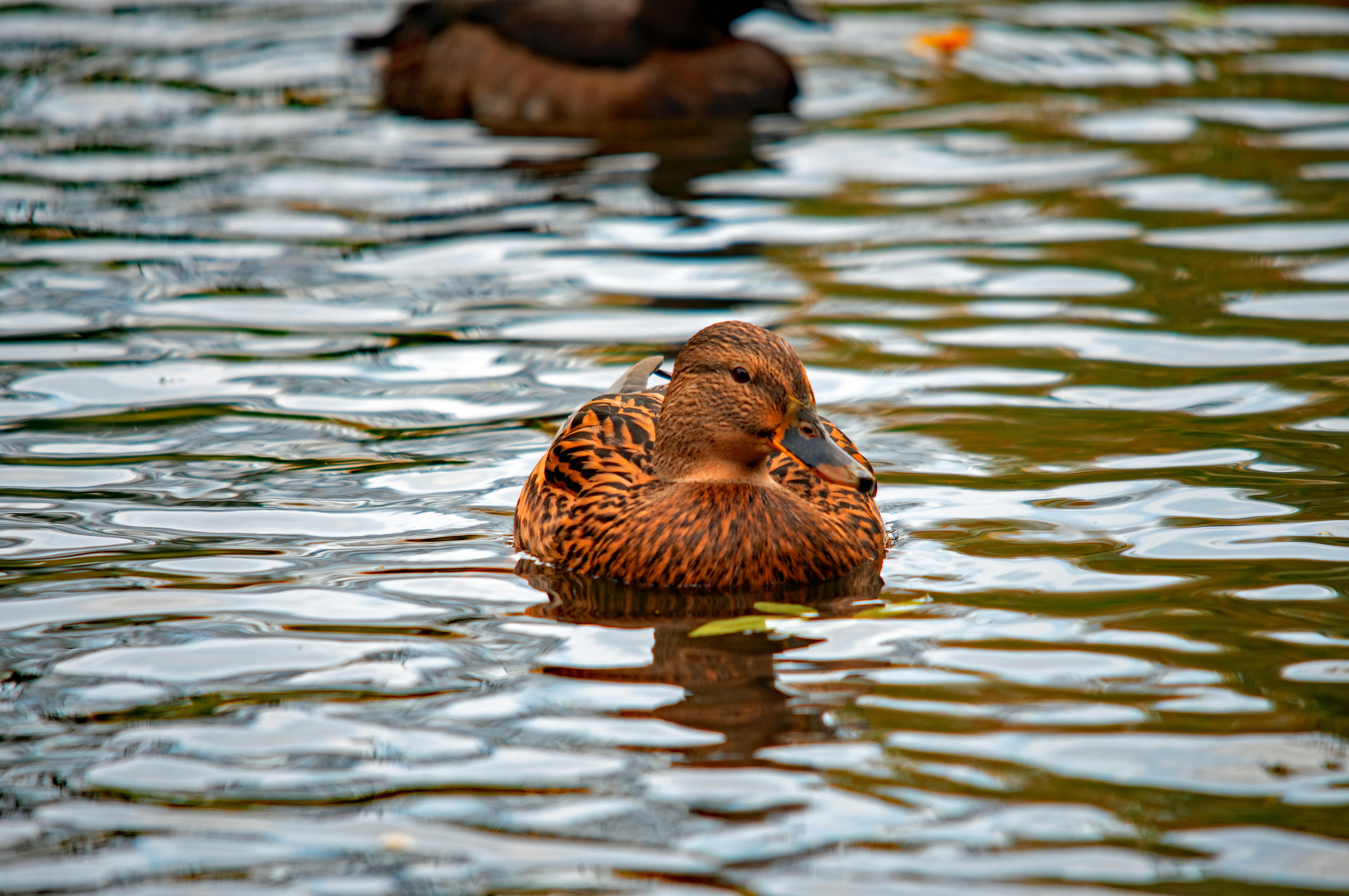 Mallard Duck Floating on Serene Pond Water · Free Stock Photo