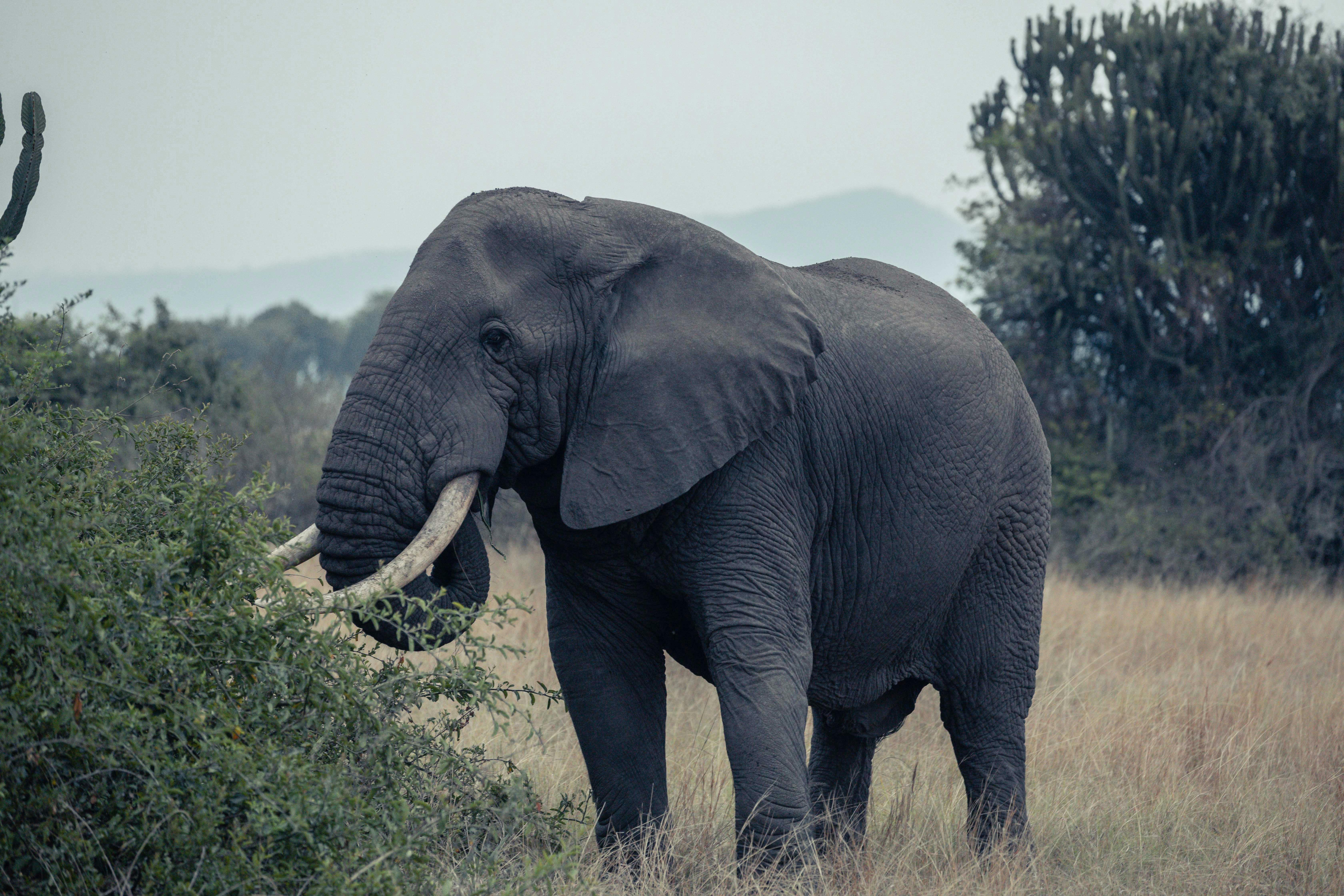 African Elephant in Ugandan Wilderness · Free Stock Photo