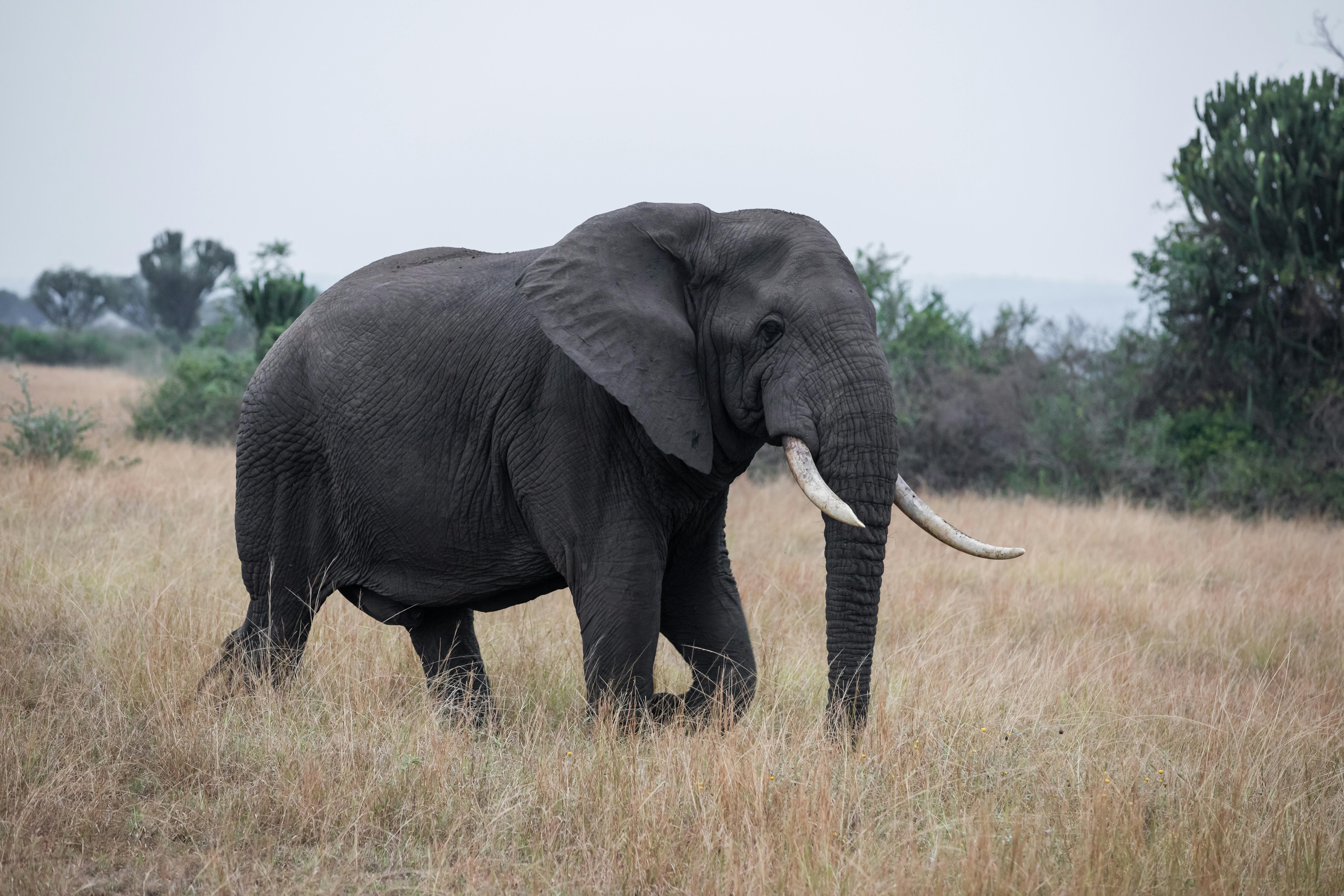 Majestic African Elephant in Ugandan Savannah · Free Stock Photo