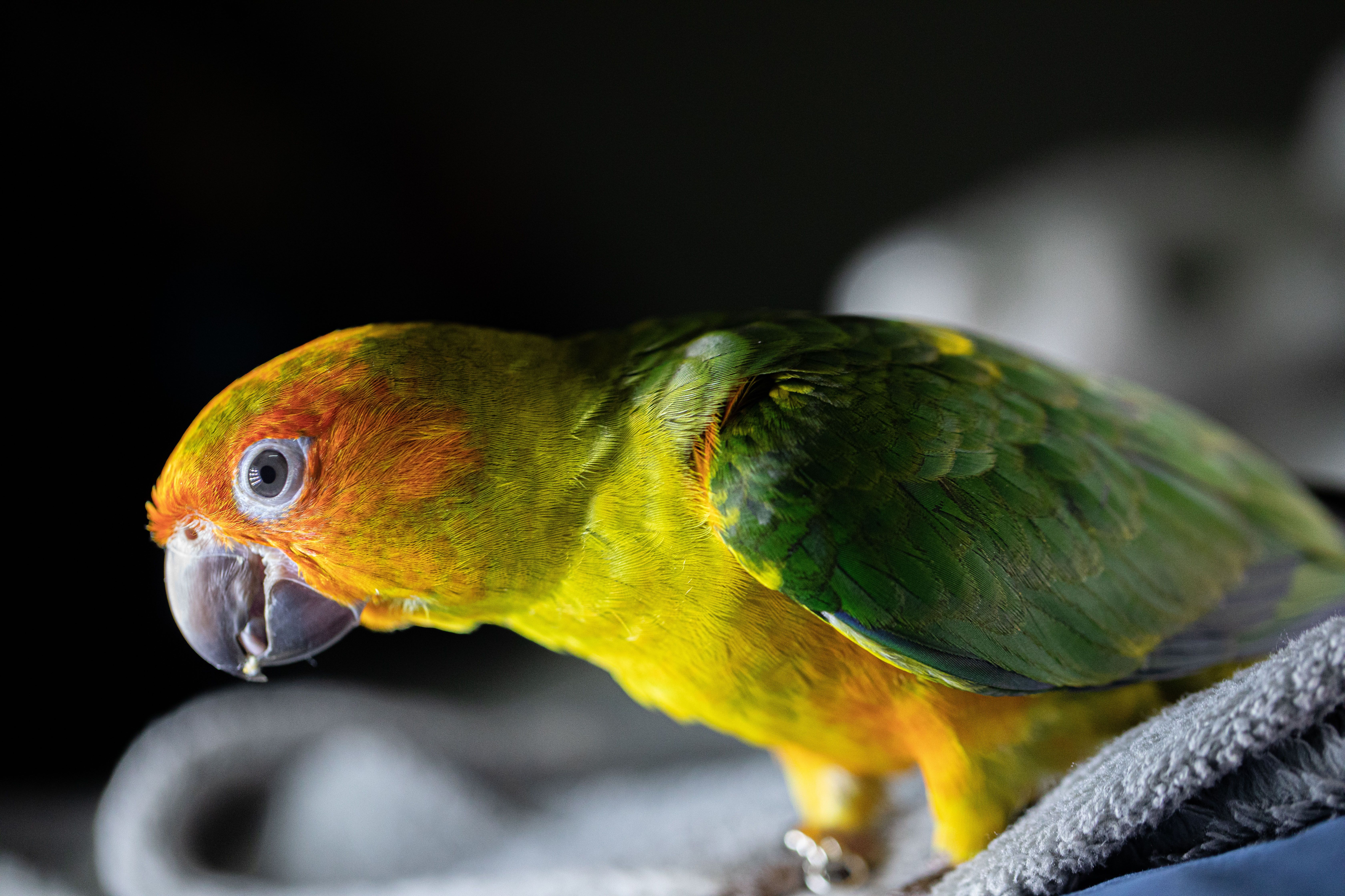 Vibrant Sun Conure Profile in Natural Light · Free Stock Photo