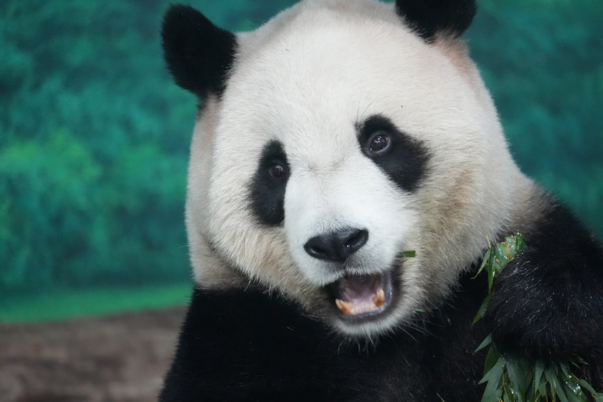 Panda Bear Photos, Download The BEST Free Panda Bear Stock Photos & HD ...