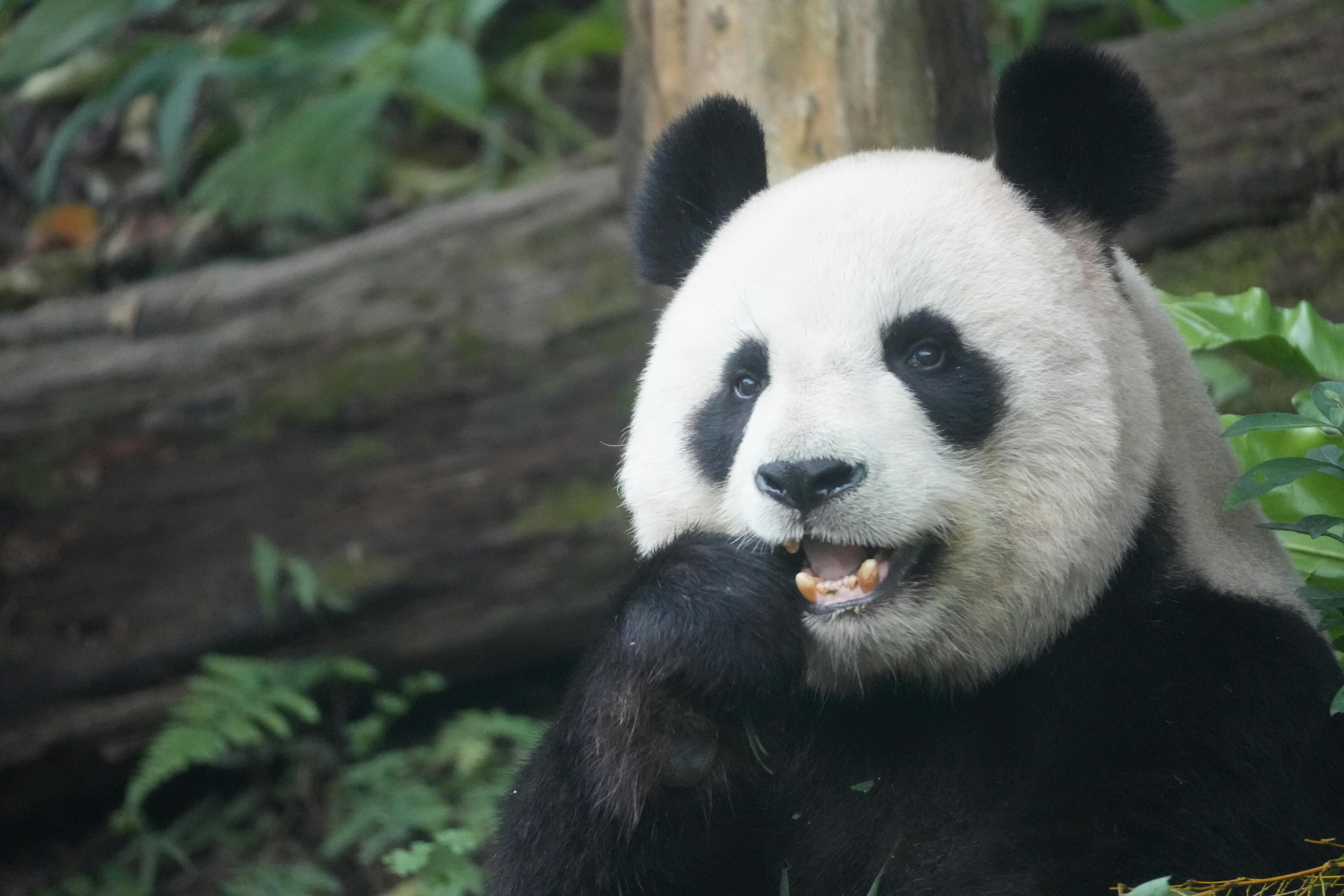 Giant Panda Eating Bamboo in Taipei Zoo · Free Stock Photo