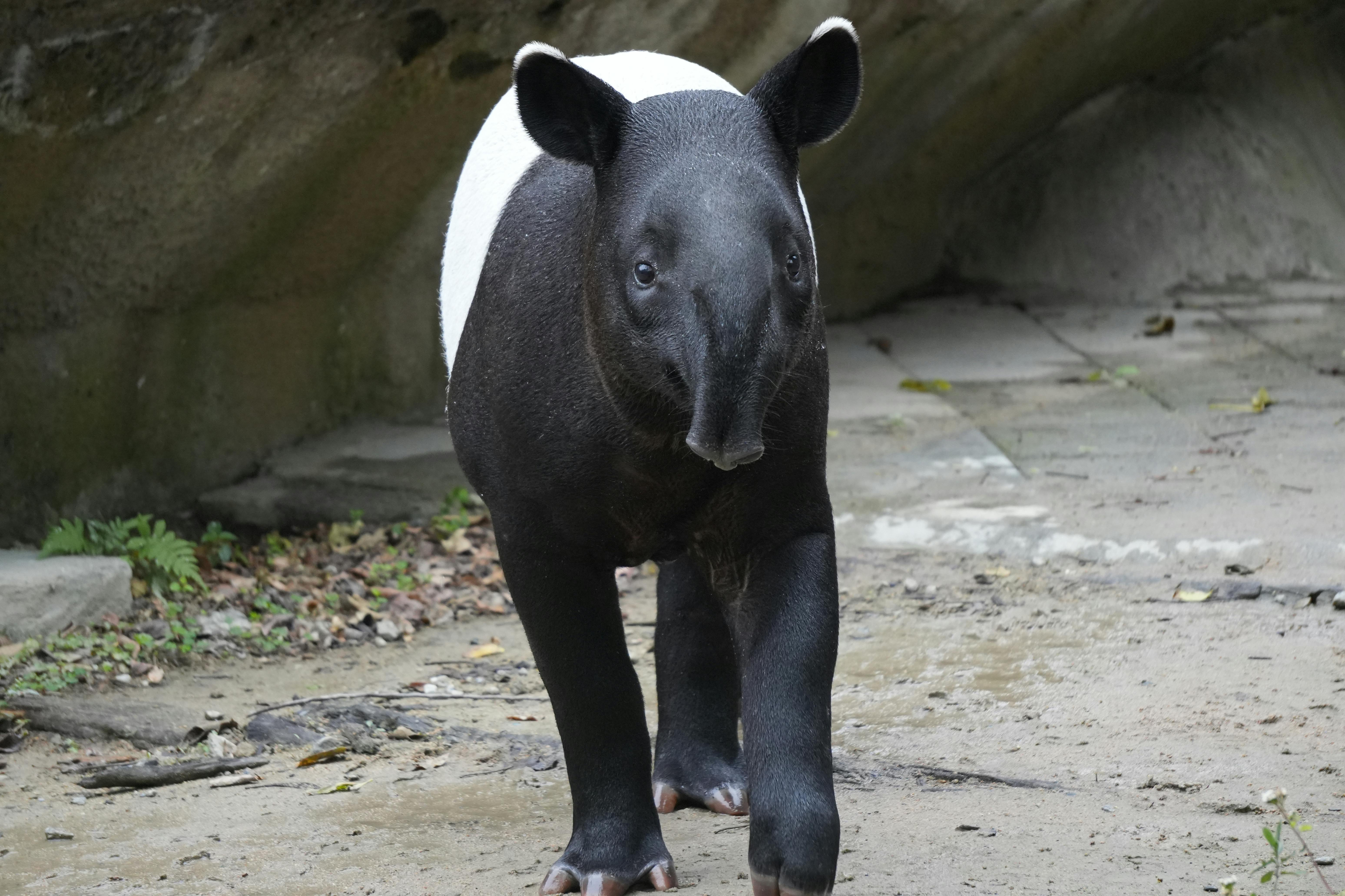 Close-up of Malayan Tapir in Taipei Zoo Habitat · Free Stock Photo