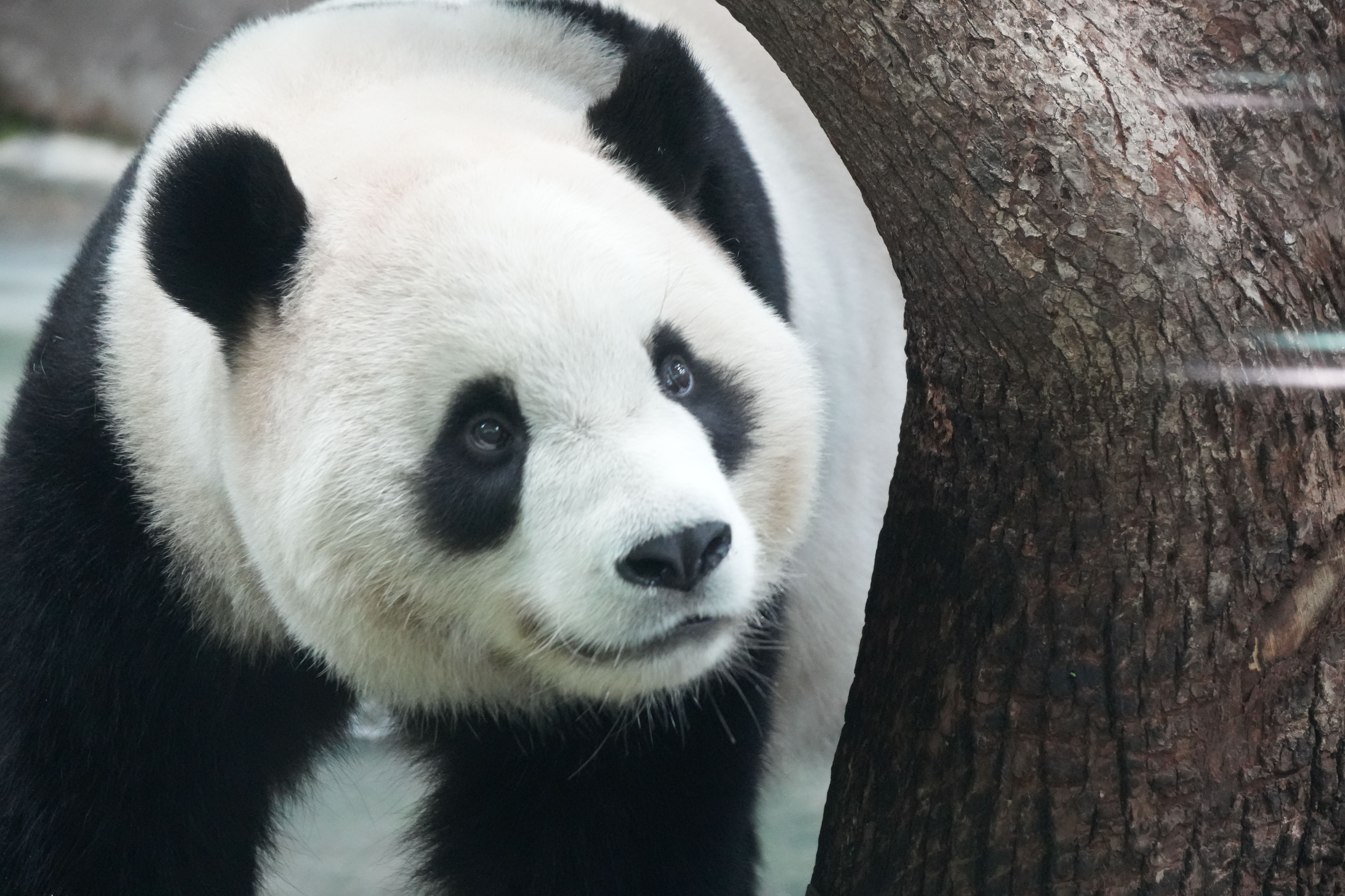 Close-up of a Giant Panda Next to a Tree · Free Stock Photo