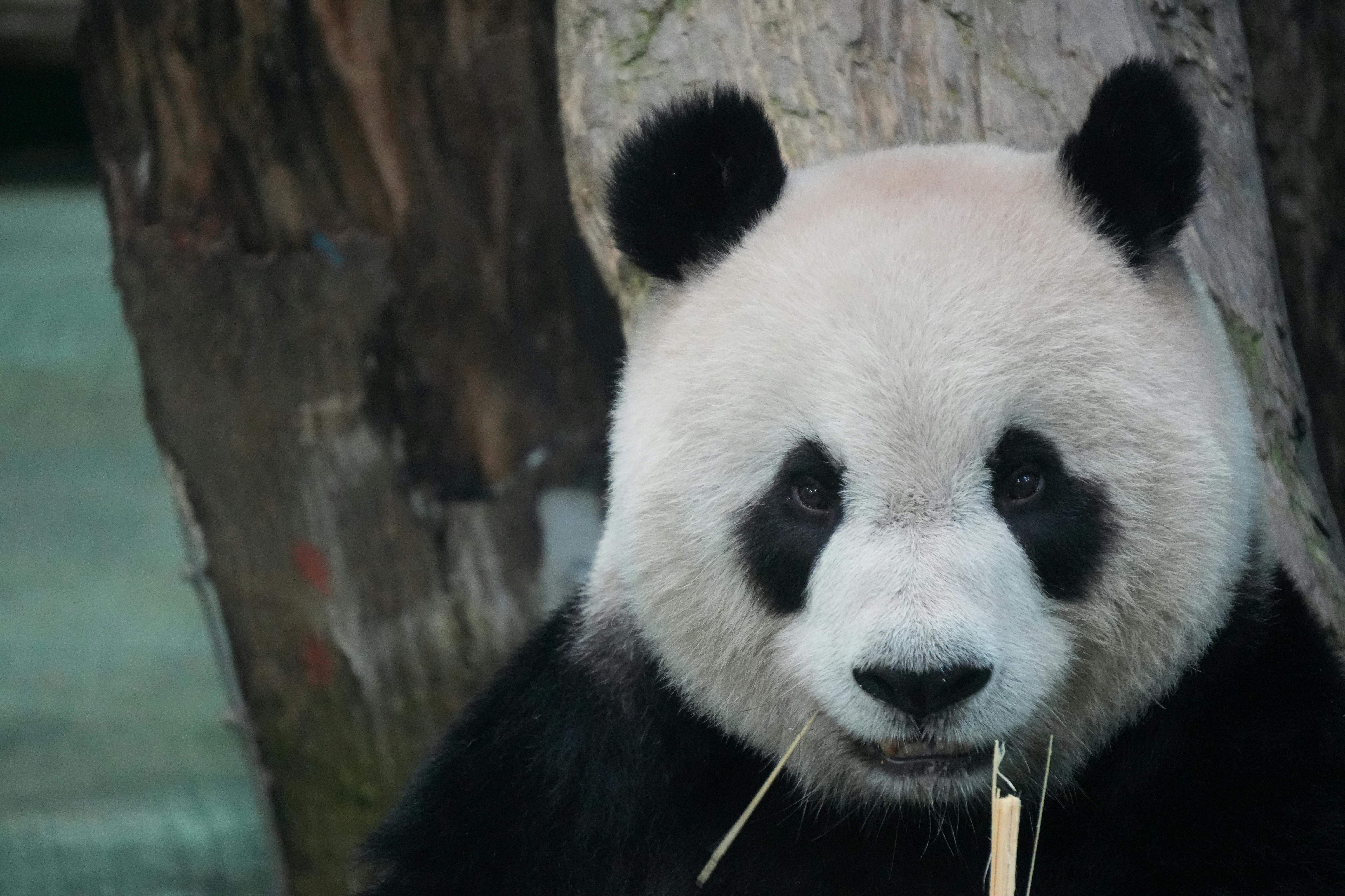 Close-up of Giant Panda Eating Bamboo · Free Stock Photo