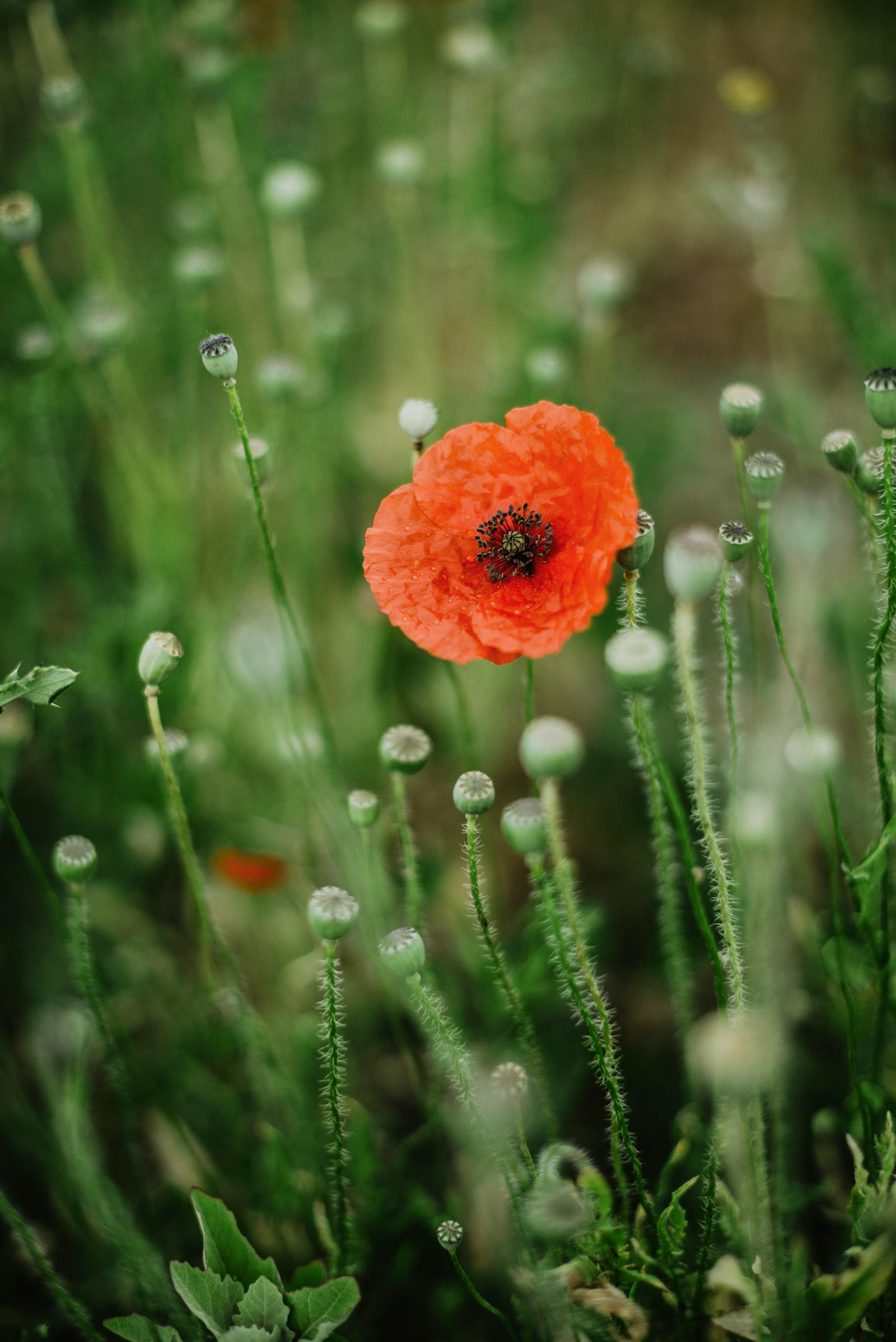 Color: Green Photos, Download The BEST Free Color: Green Stock Photos ...