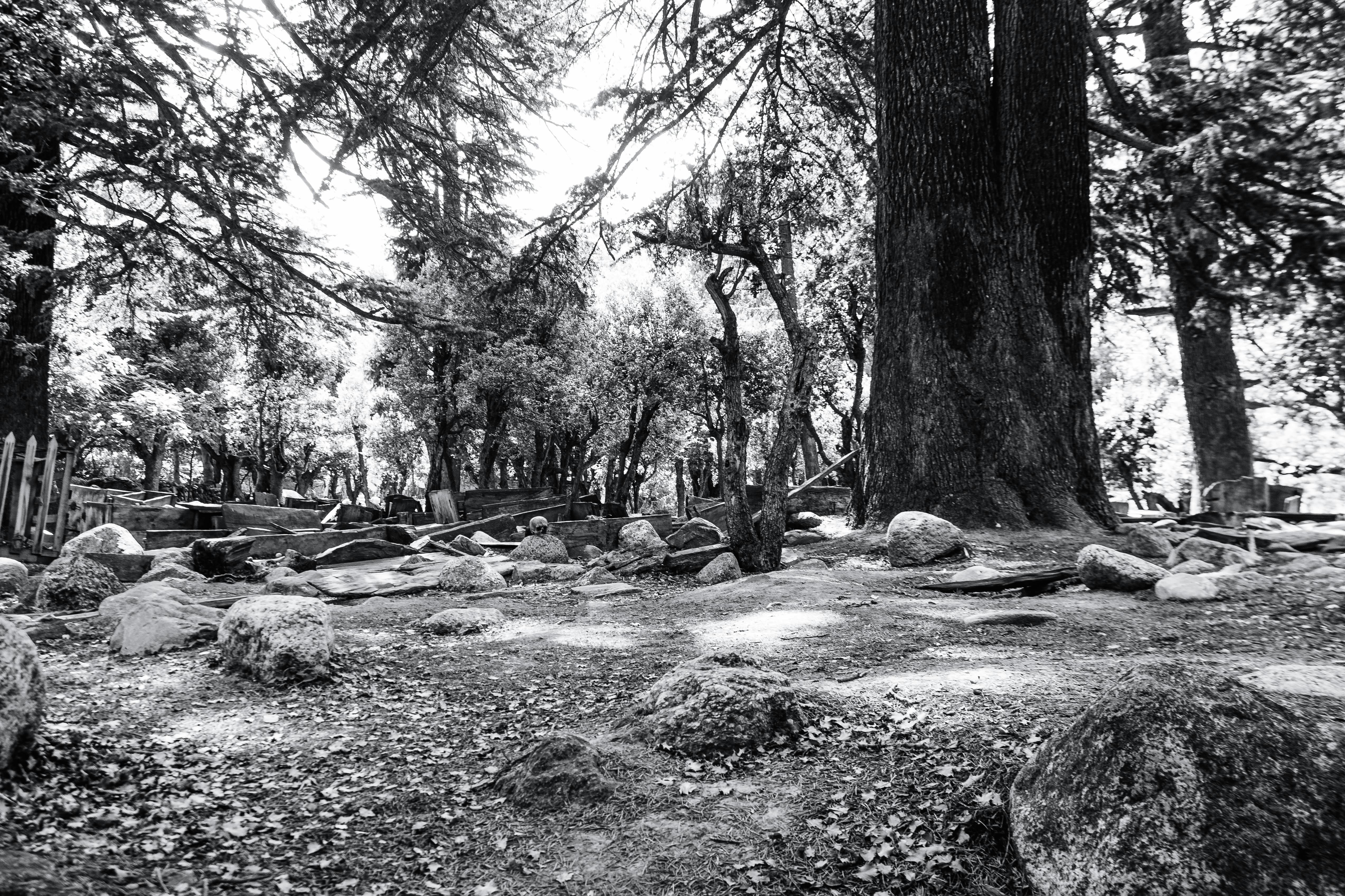 Grayscale Photography of Trees · Free Stock Photo