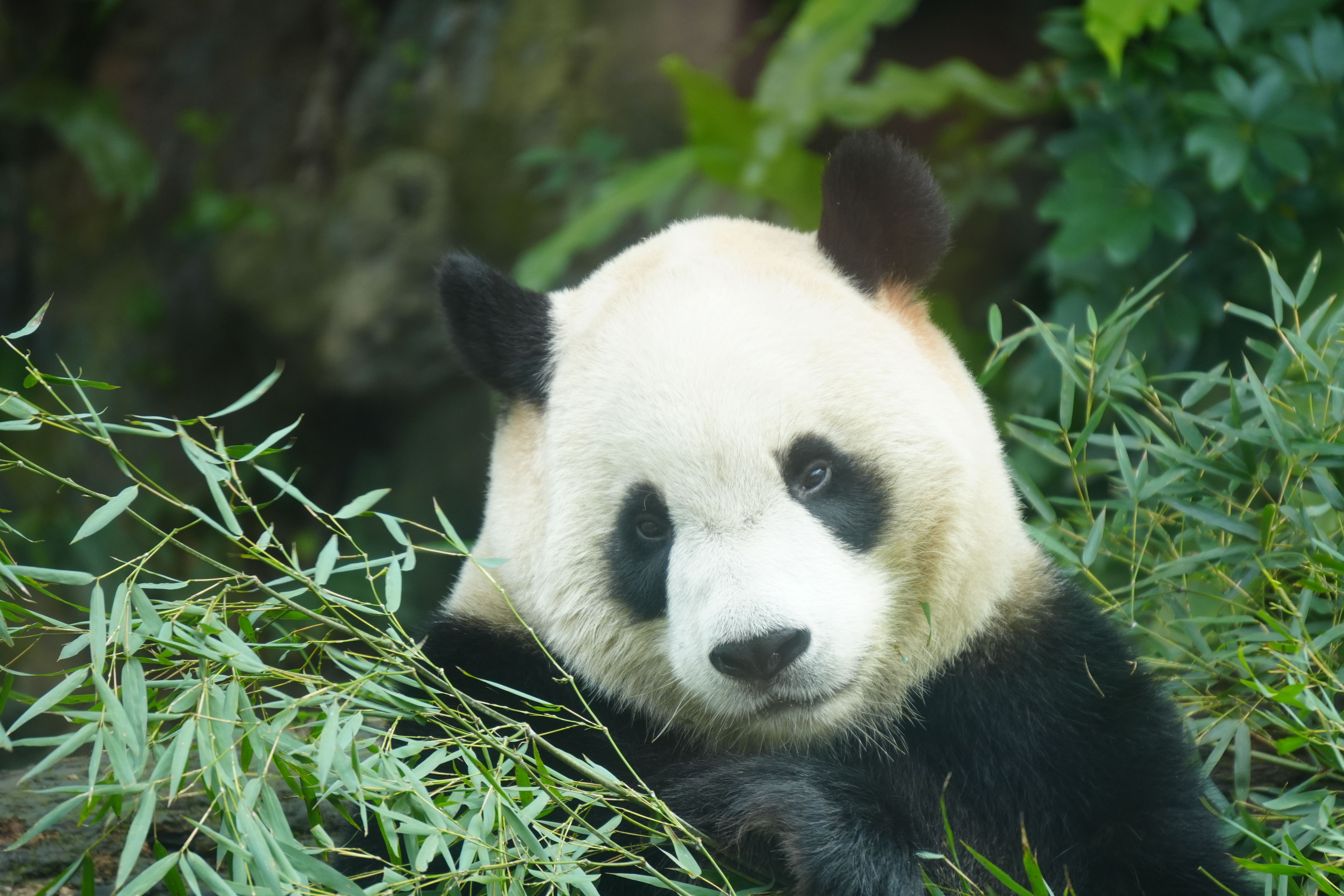 Giant Panda Eating Bamboo in Taipei Zoo · Free Stock Photo