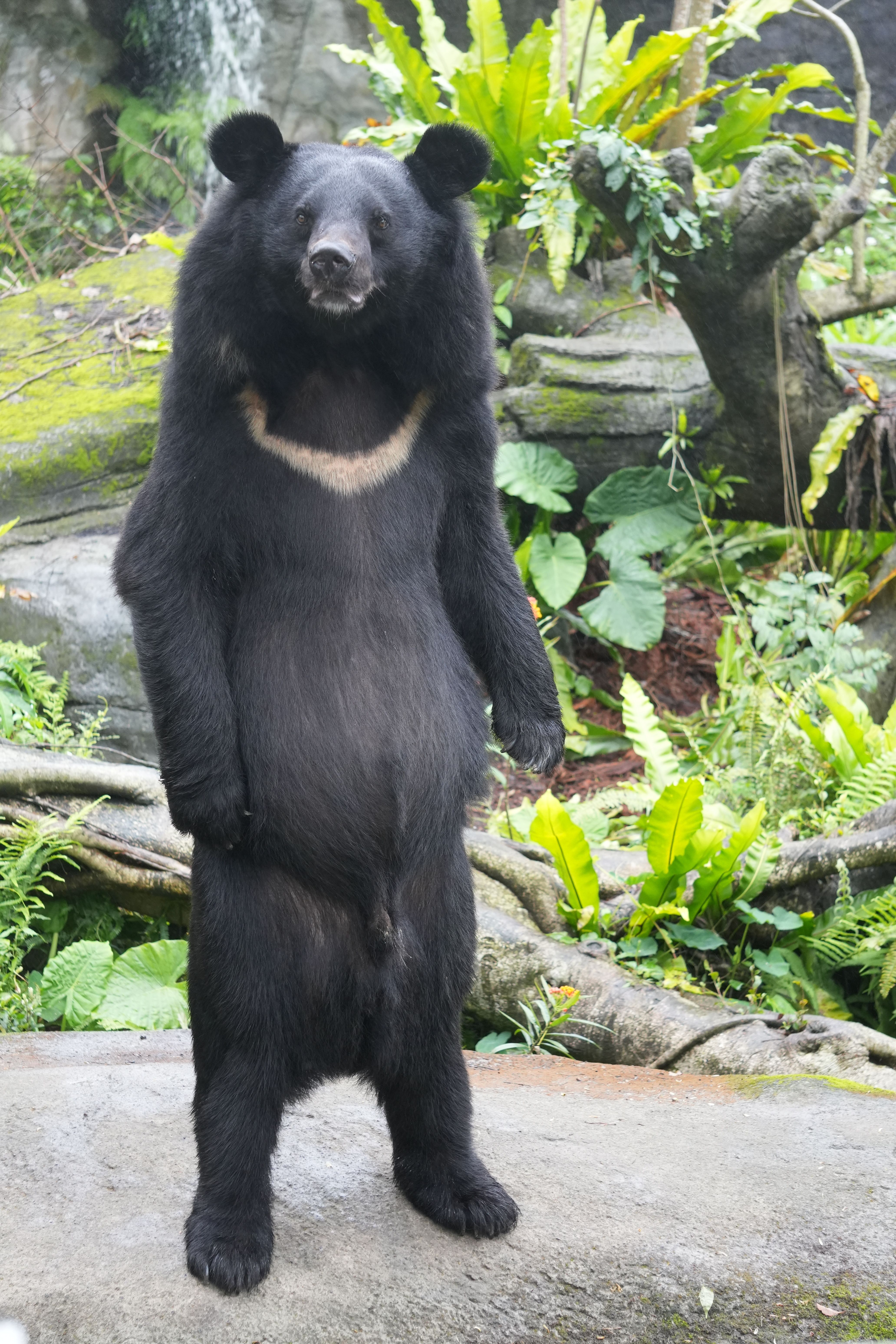 Oso Negro De Formosa De Pie En Un Bosque De Taiwán · Foto de stock gratuita