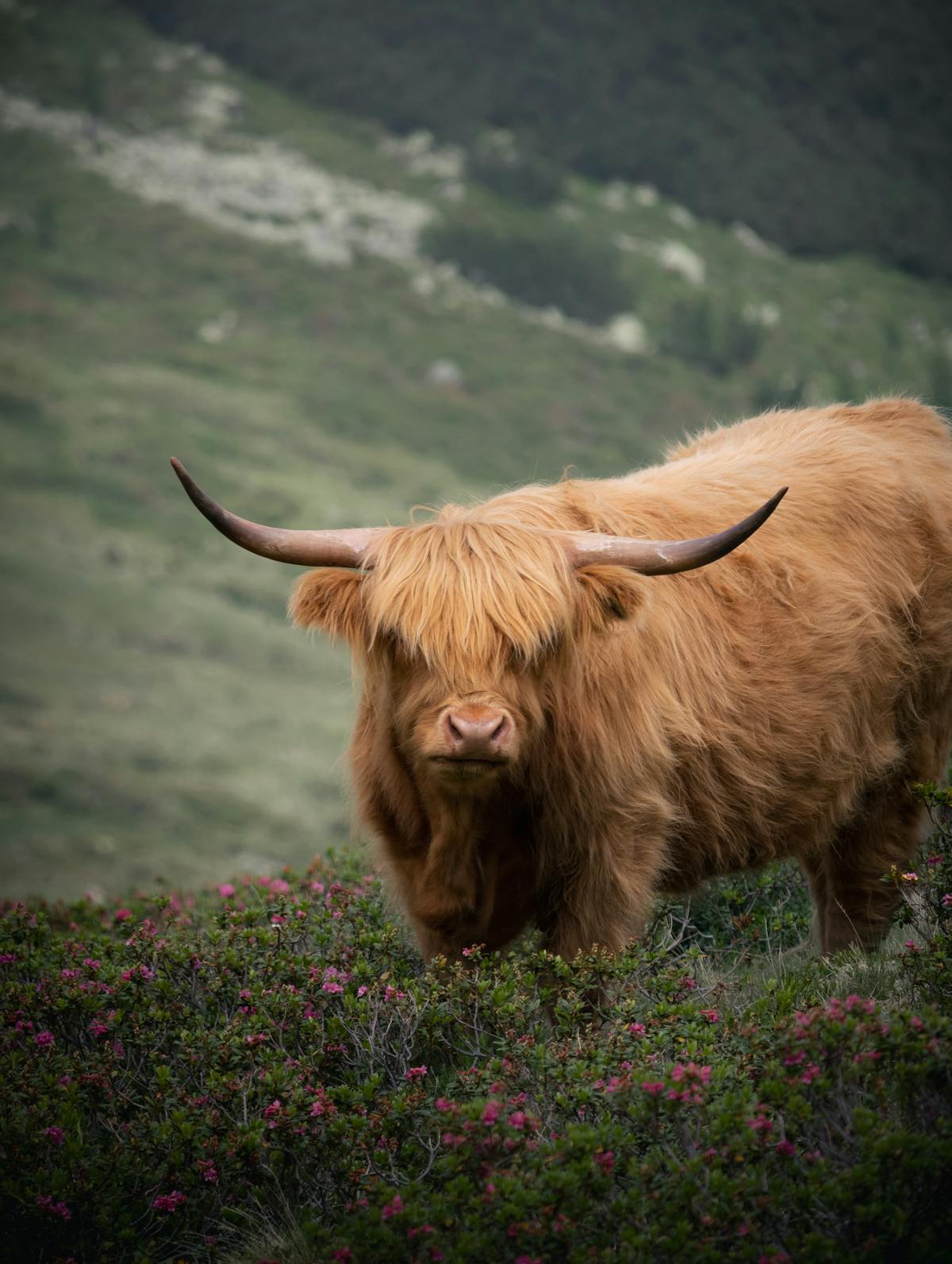 Highland Cow Photos, Download The BEST Free Highland Cow Stock Photos ...