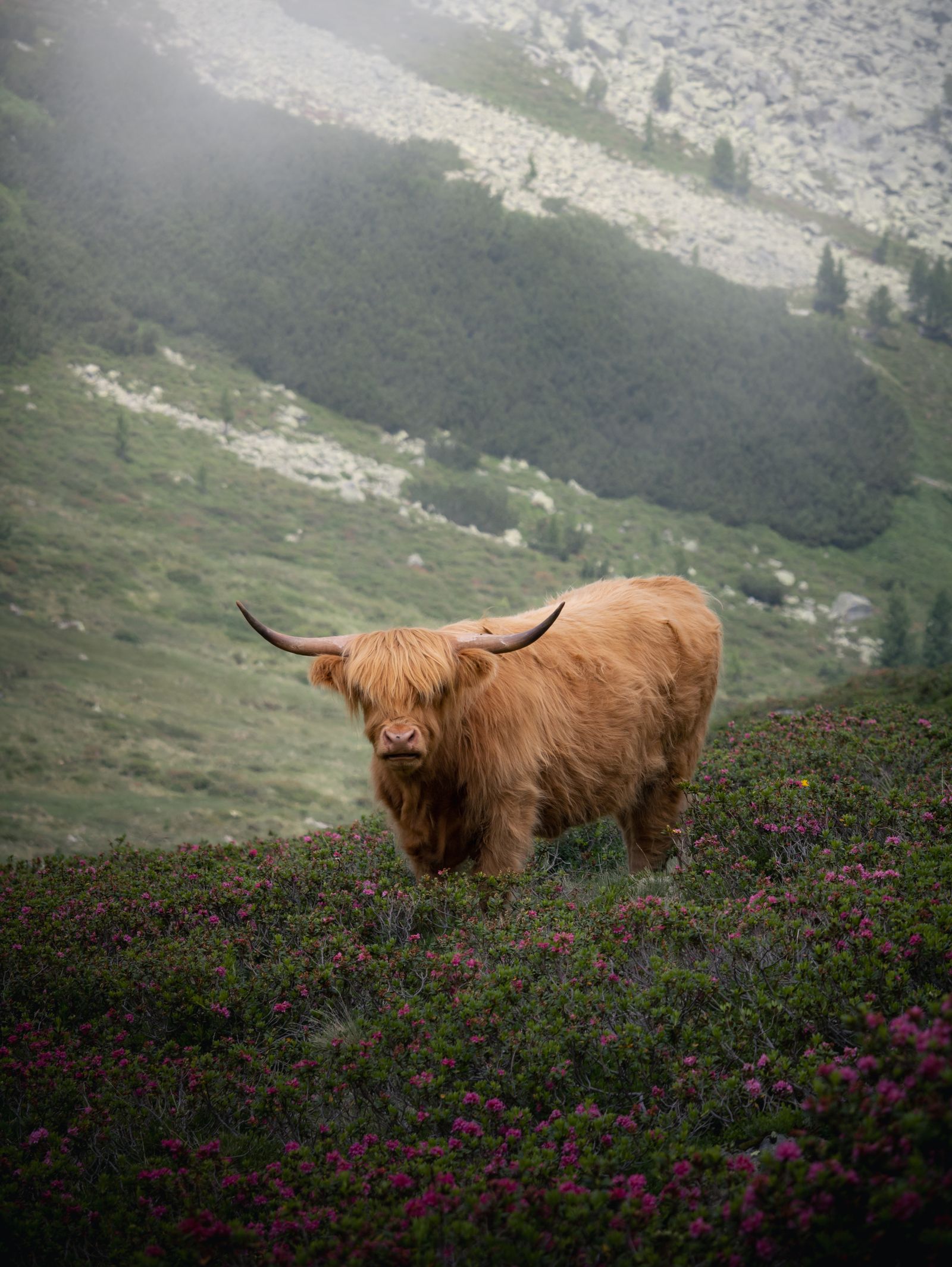 Cow Without Background Photos, Download The BEST Free Cow Without ...