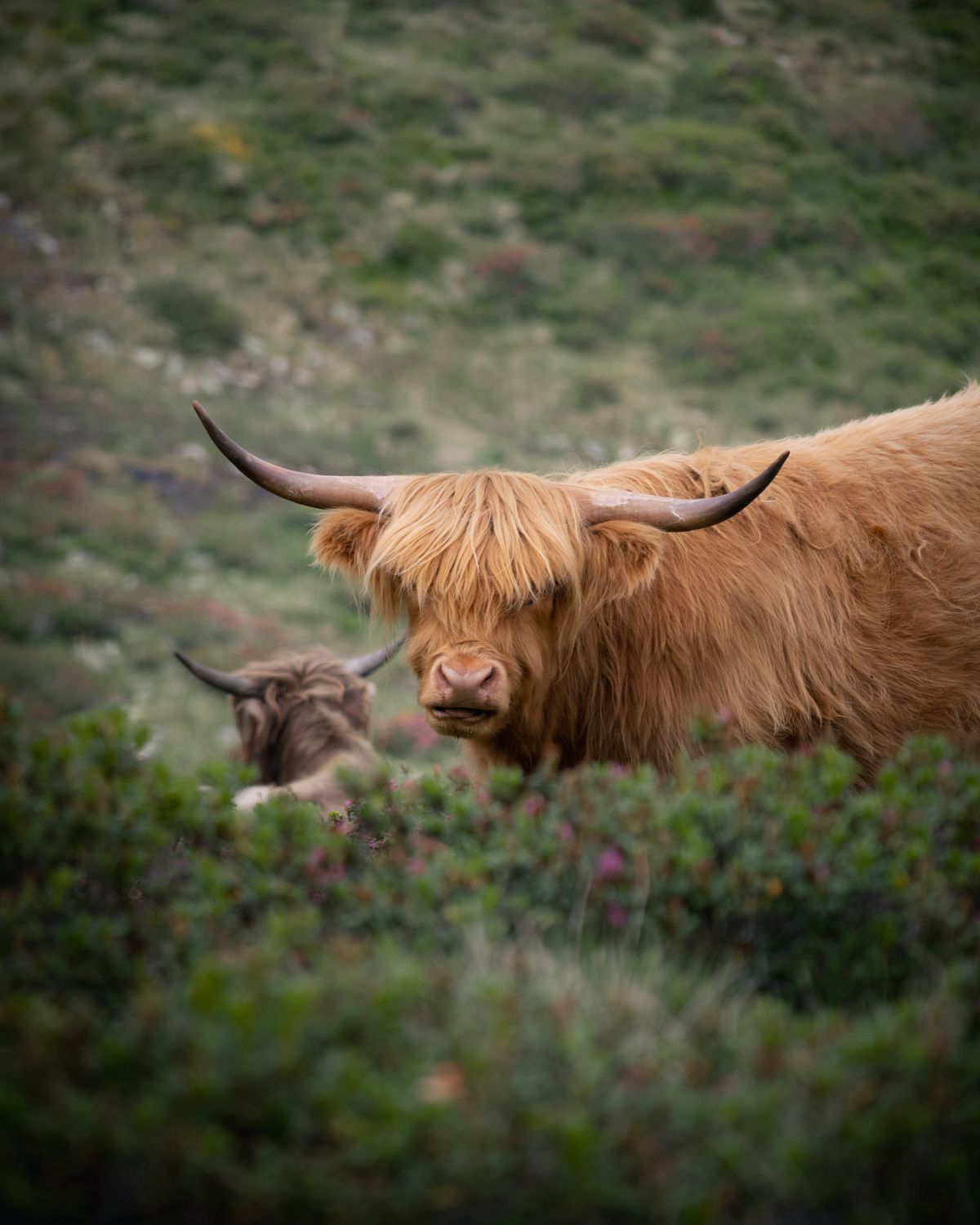 Highland Cow Desktop Wallpaper Photos, Download The BEST Free Highland ...