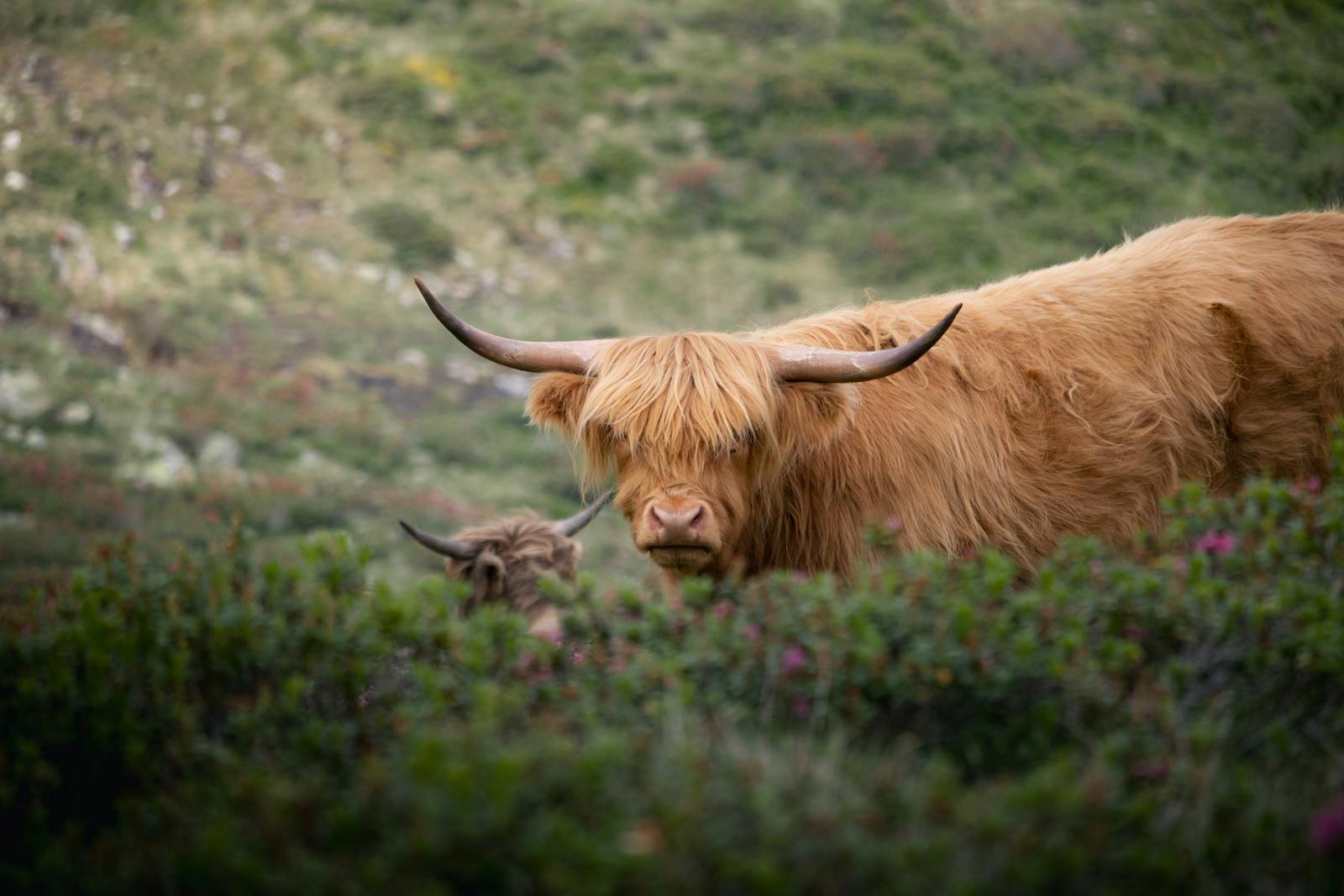 Highland Cow Wallpaper Photos, Download The BEST Free Highland Cow ...
