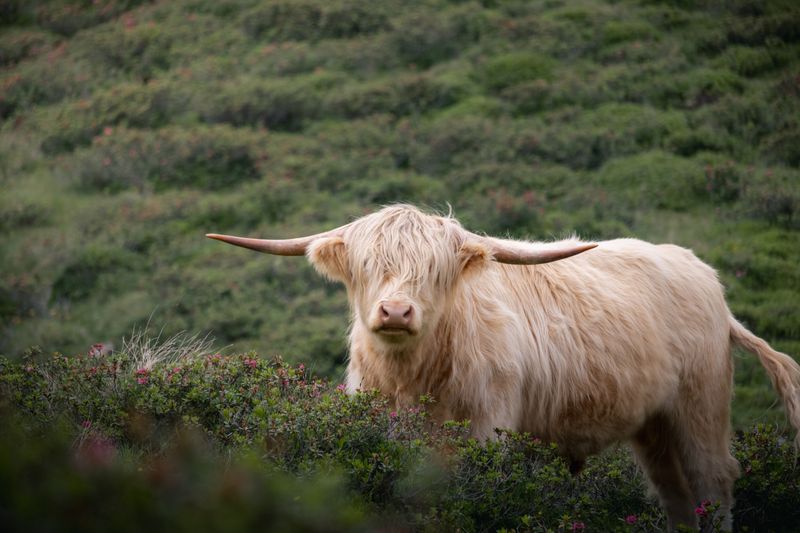 Highland Cow Desktop Wallpaper Photos, Download The BEST Free Highland ...