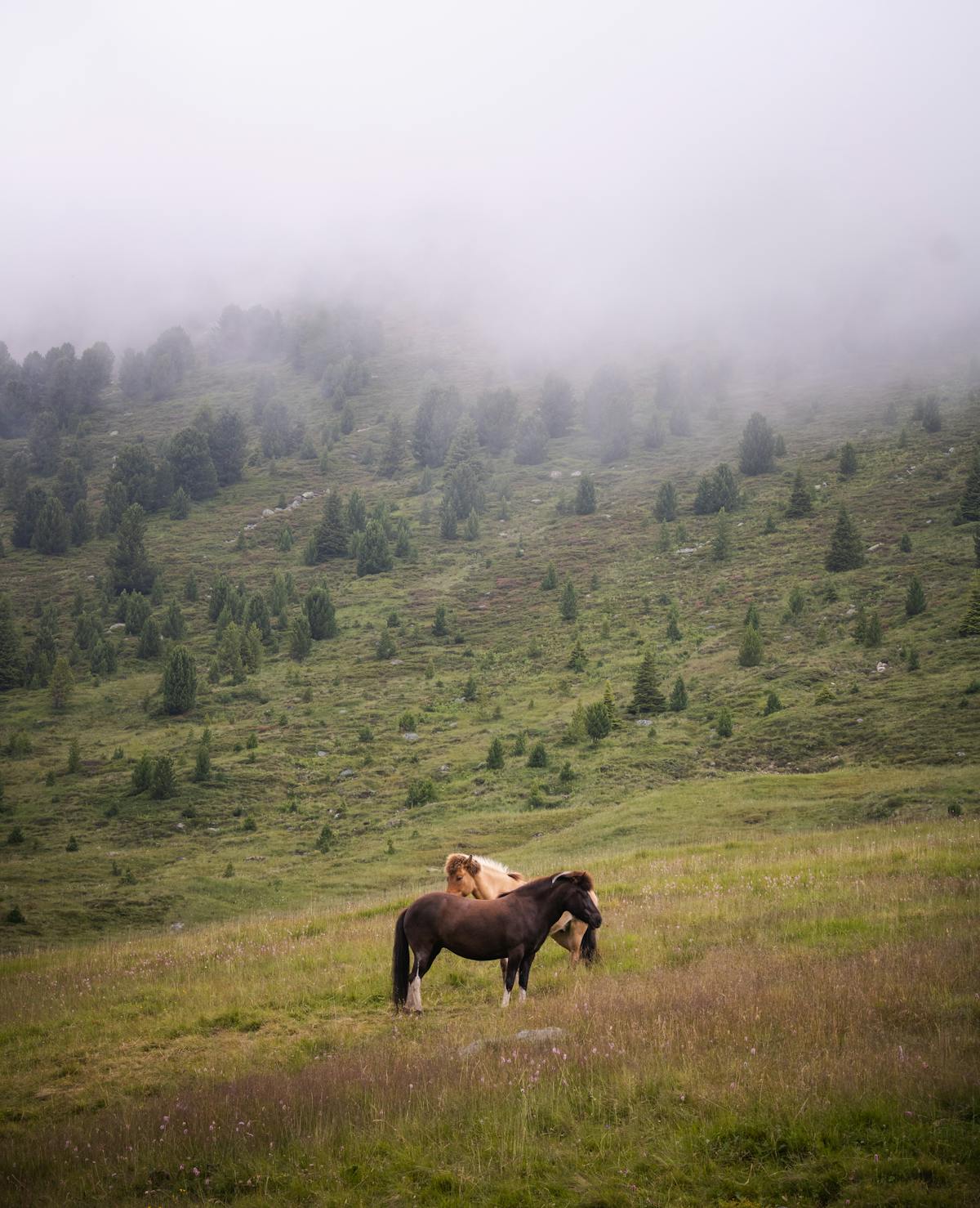 Running Horse 4k Wallpaper Photos, Download The BEST Free Running Horse ...