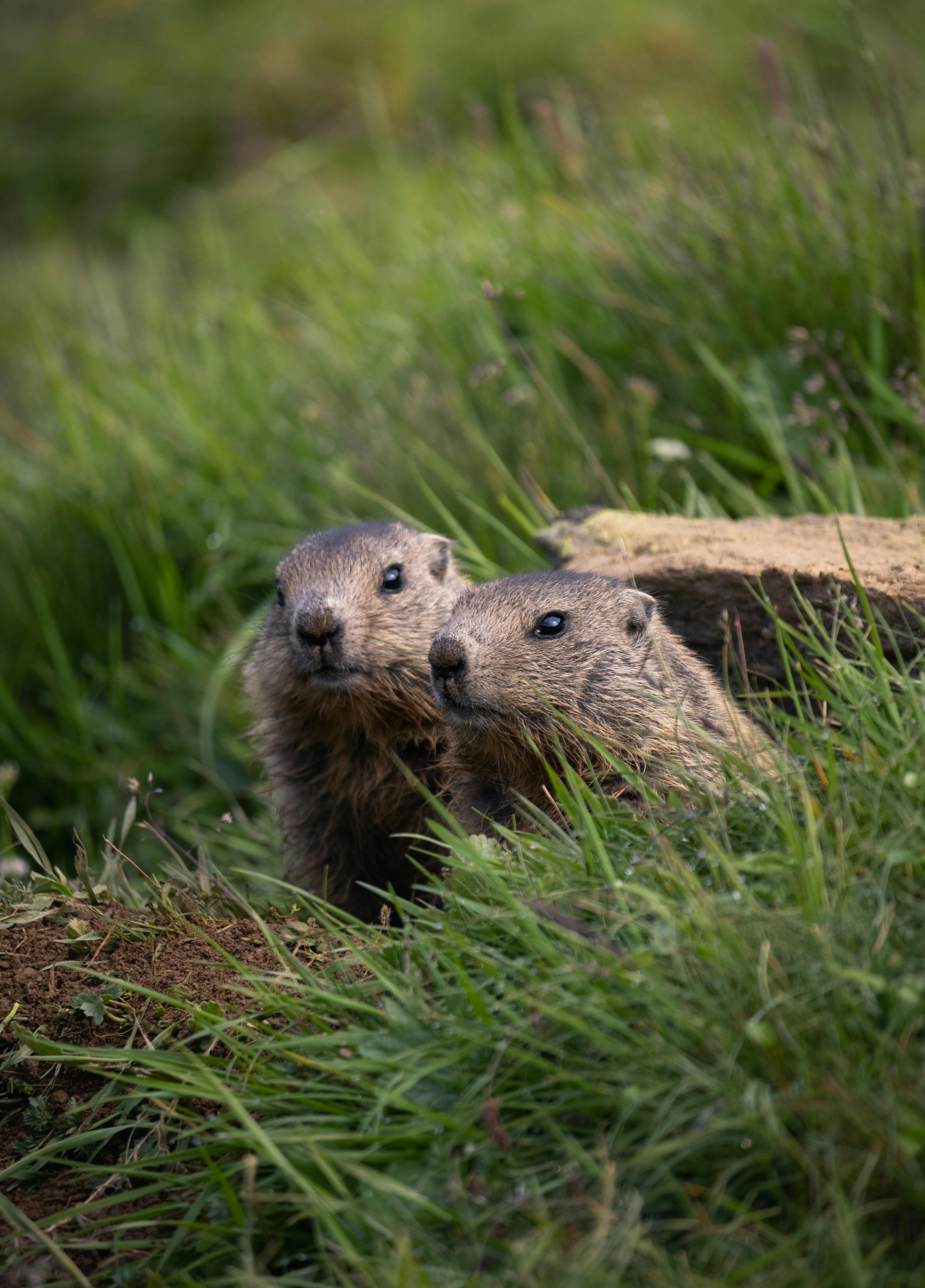 Cute Marmots in Lush Alpine Grass · Free Stock Photo