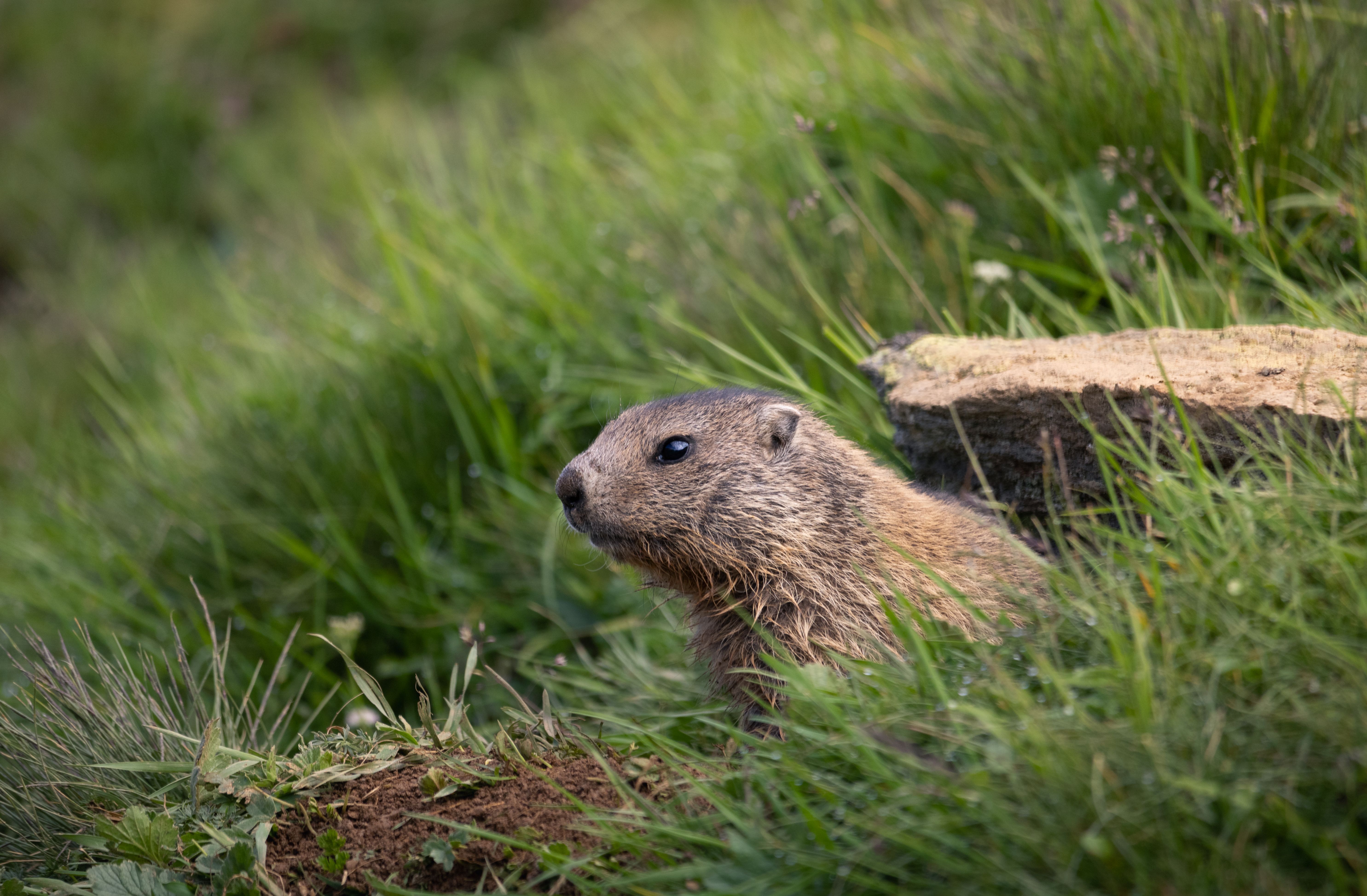 Alpine Marmot in Natural Habitat at Obergurgl · Free Stock Photo