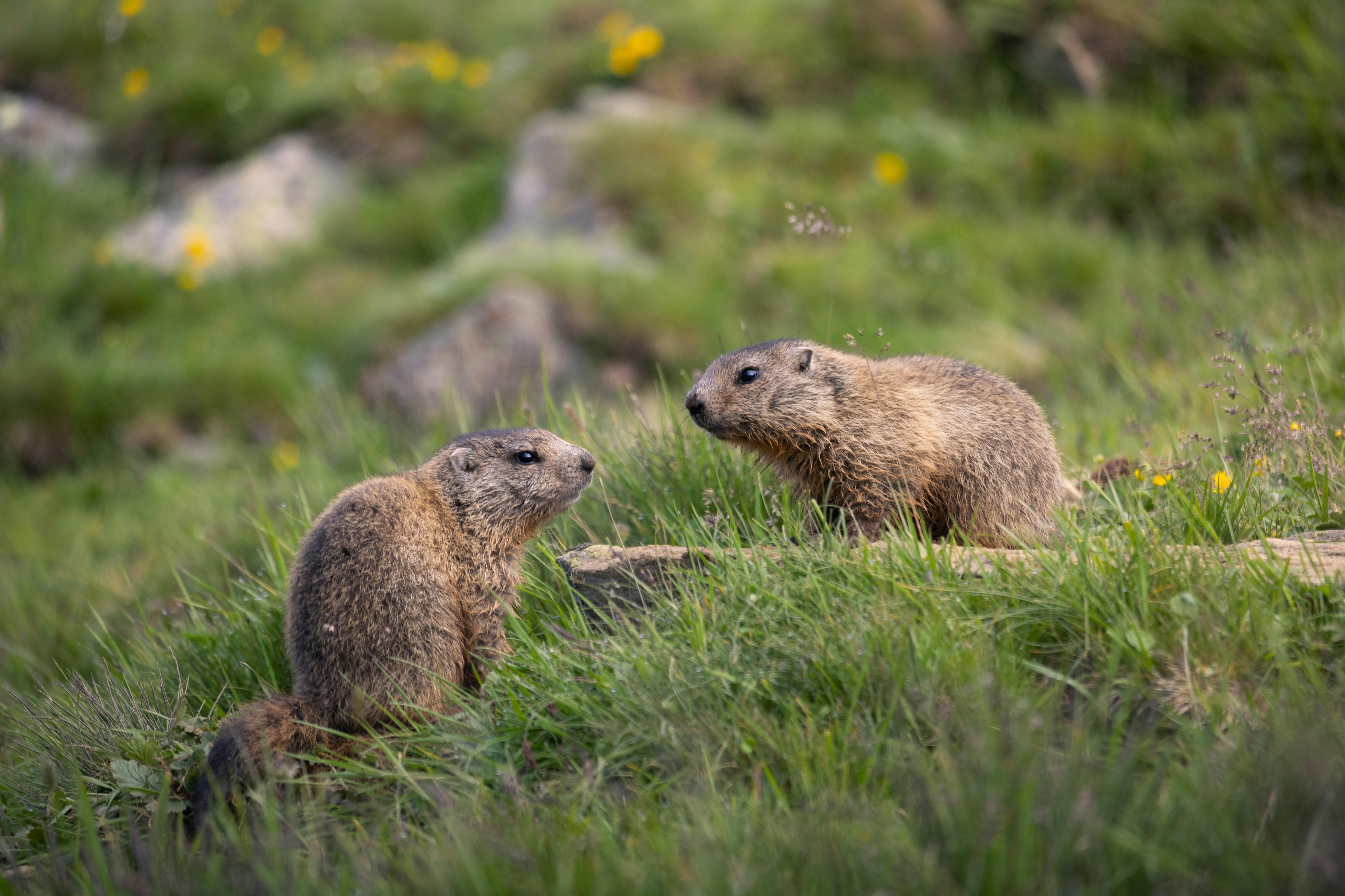Cute Marmots in Lush Alpine Grass · Free Stock Photo