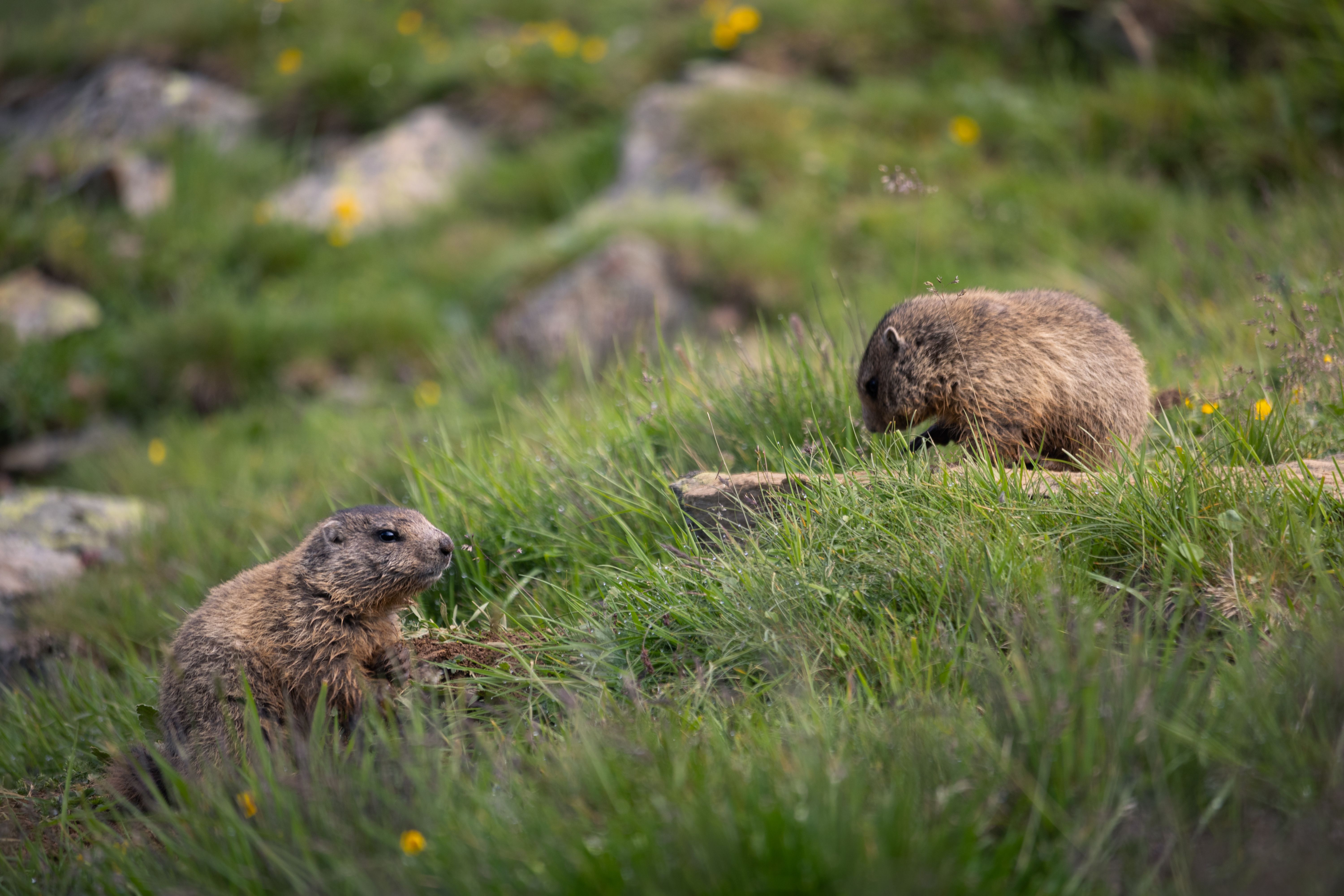 Cute Marmots in Lush Alpine Grass · Free Stock Photo