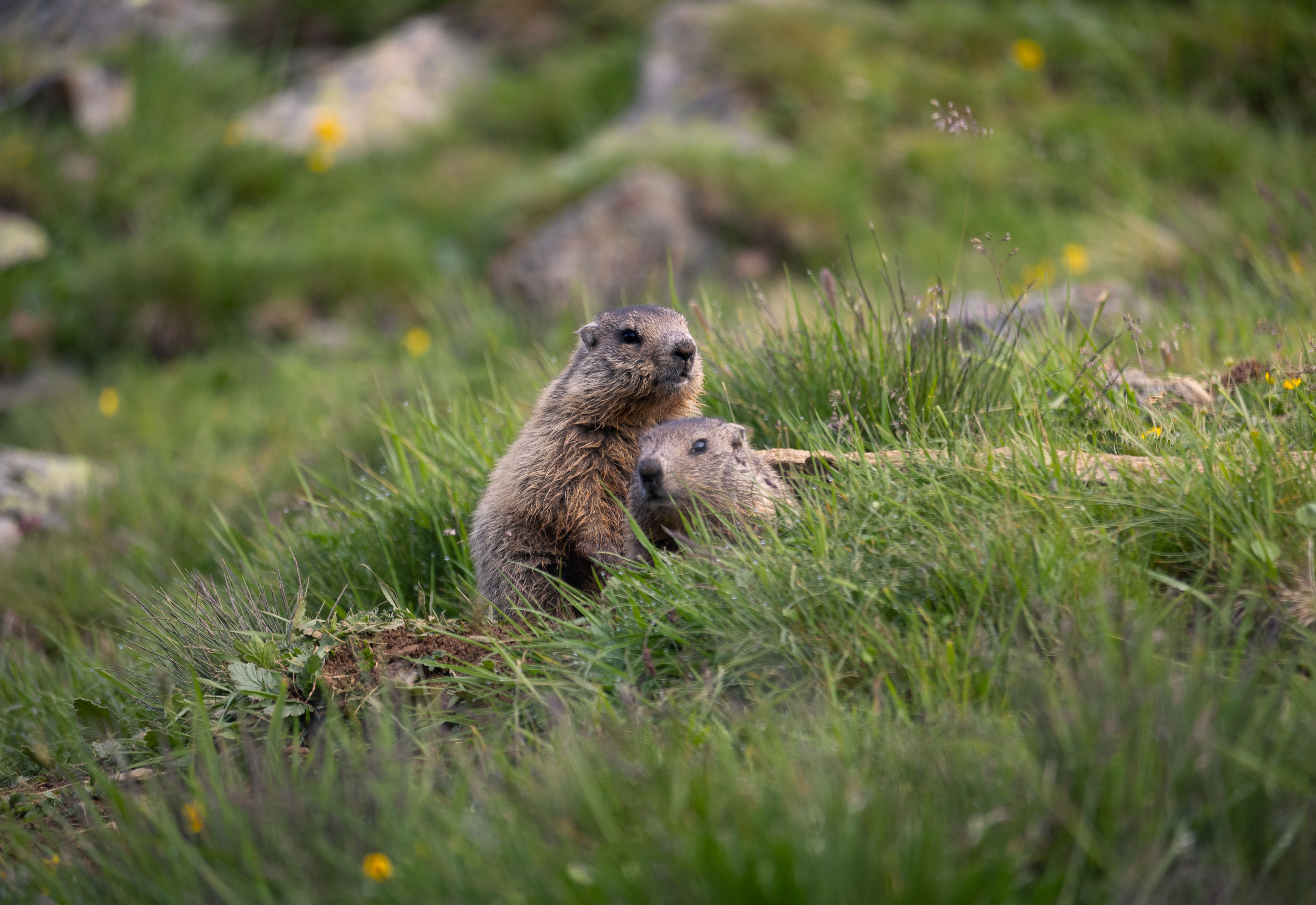 Two Alpine Marmots in Lush Green Meadow · Free Stock Photo