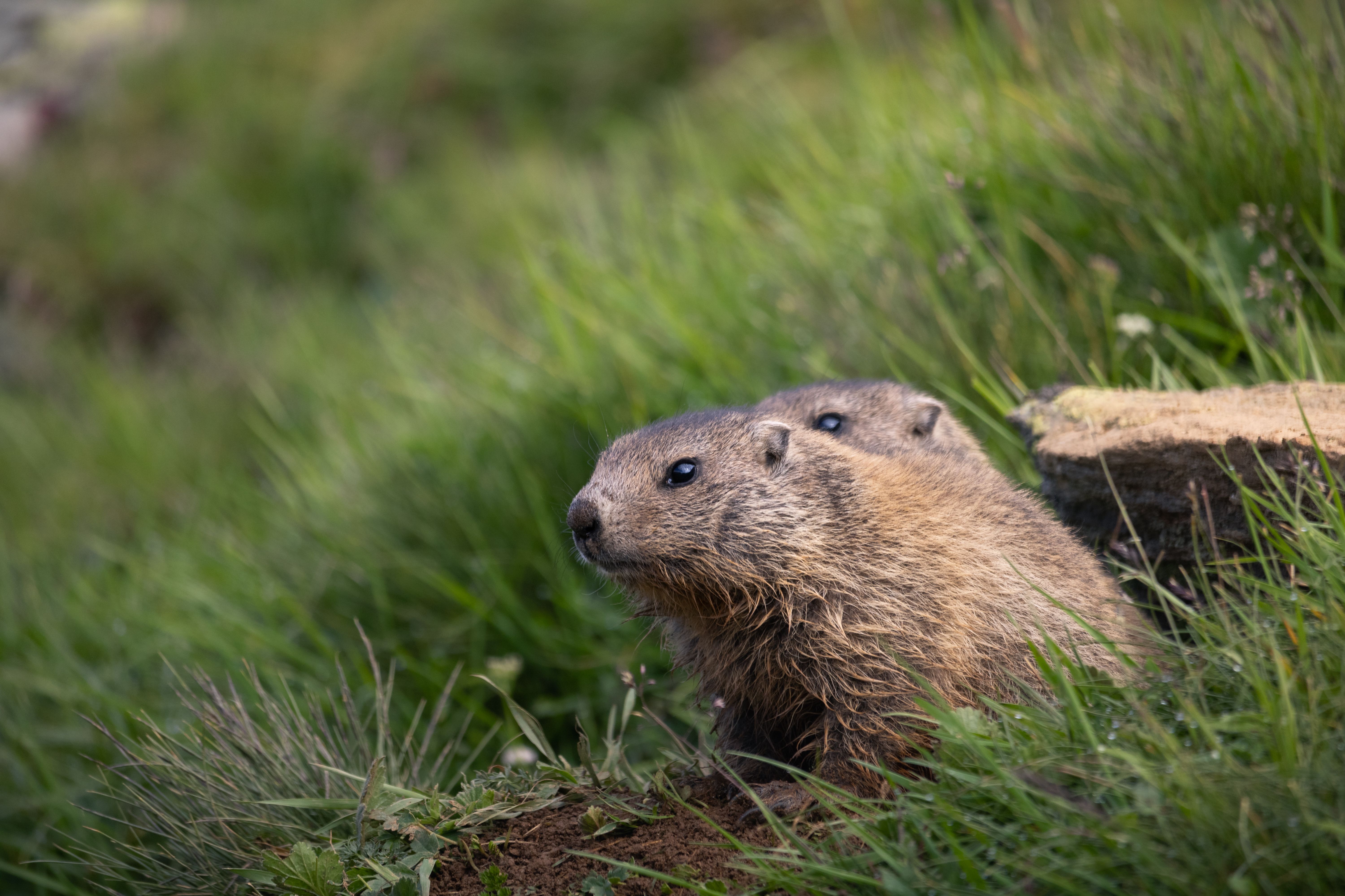 Groundhog Photos, Download The BEST Free Groundhog Stock Photos & HD Images