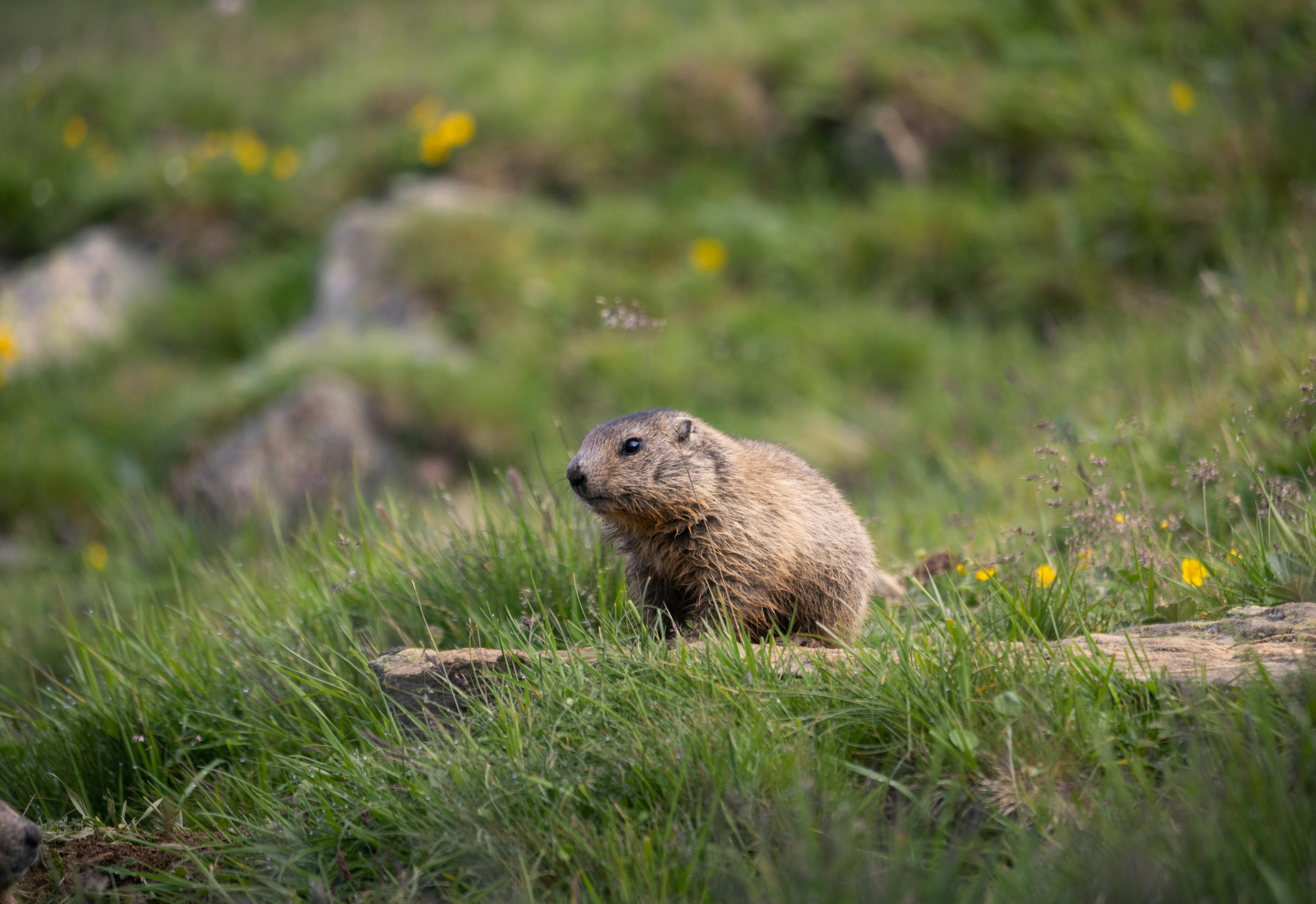 Wild Alpine Groundhog in Obergurgl, Austria · Free Stock Photo