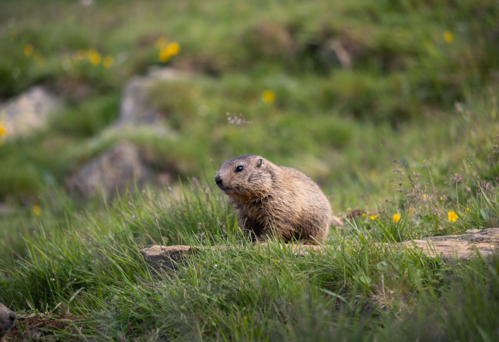 Groundhog Photos, Download The BEST Free Groundhog Stock Photos & HD Images