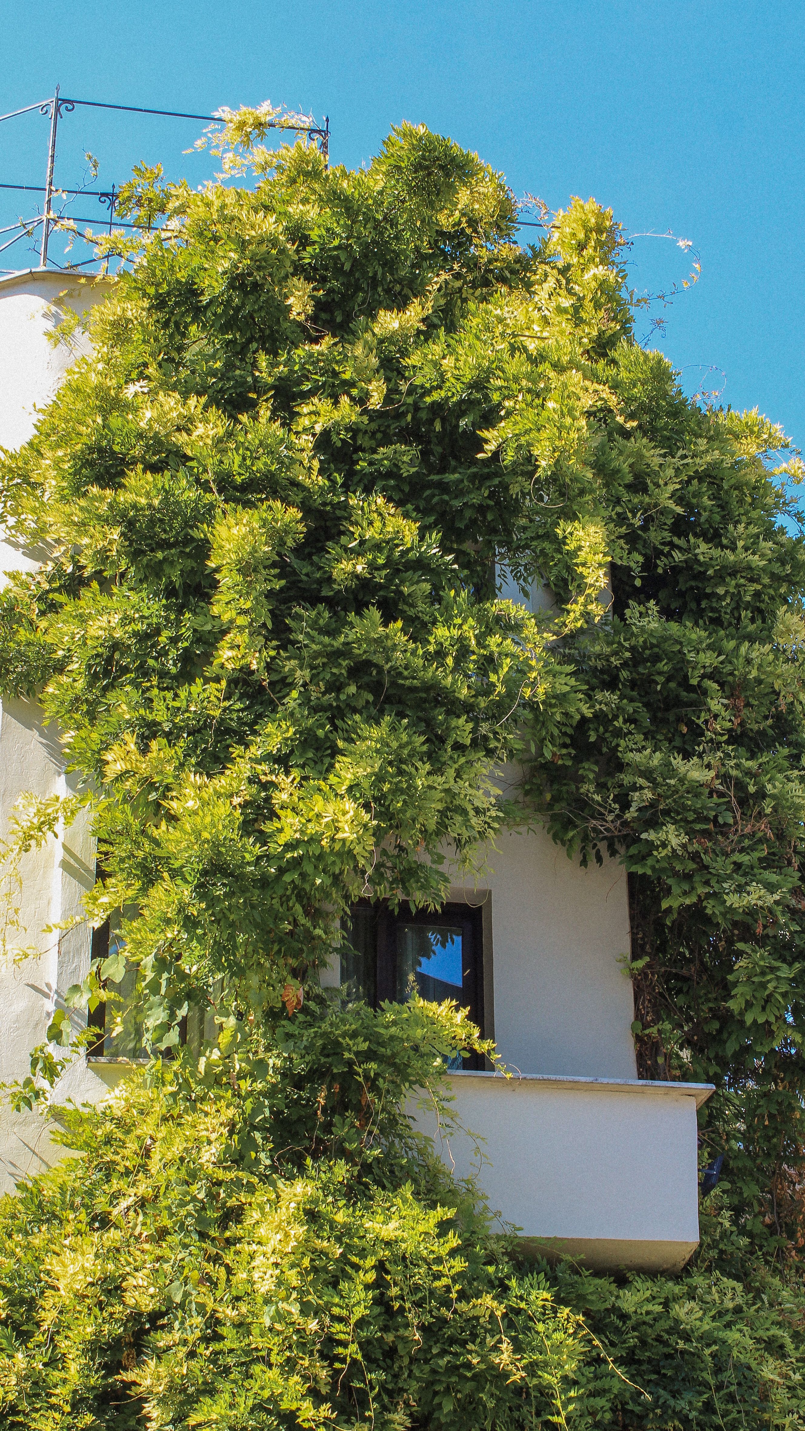 Lush Greenery Covering Modern Building Facade · Free Stock Photo