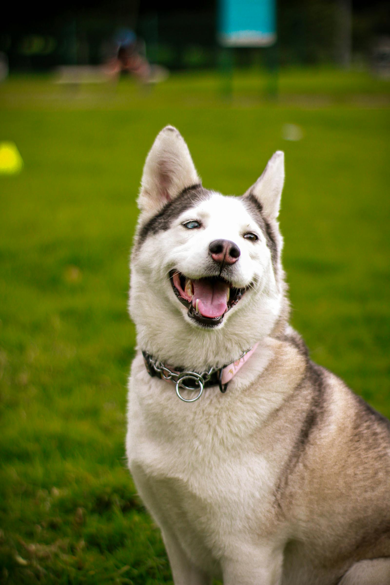 Husky Dog Photos, Download The BEST Free Husky Dog Stock Photos & HD Images